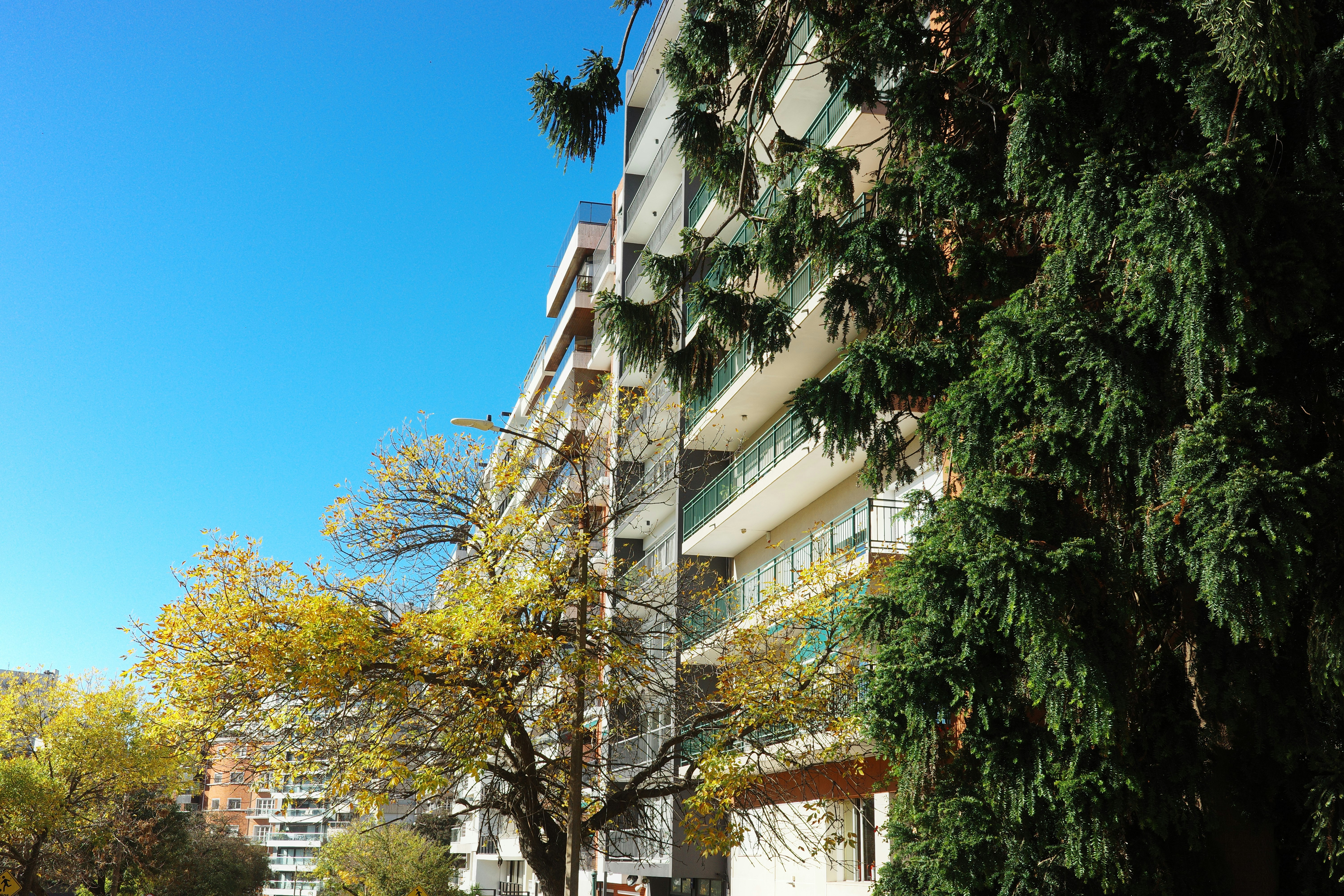 Sunlit Avenue: A Corridor of Green and Concrete