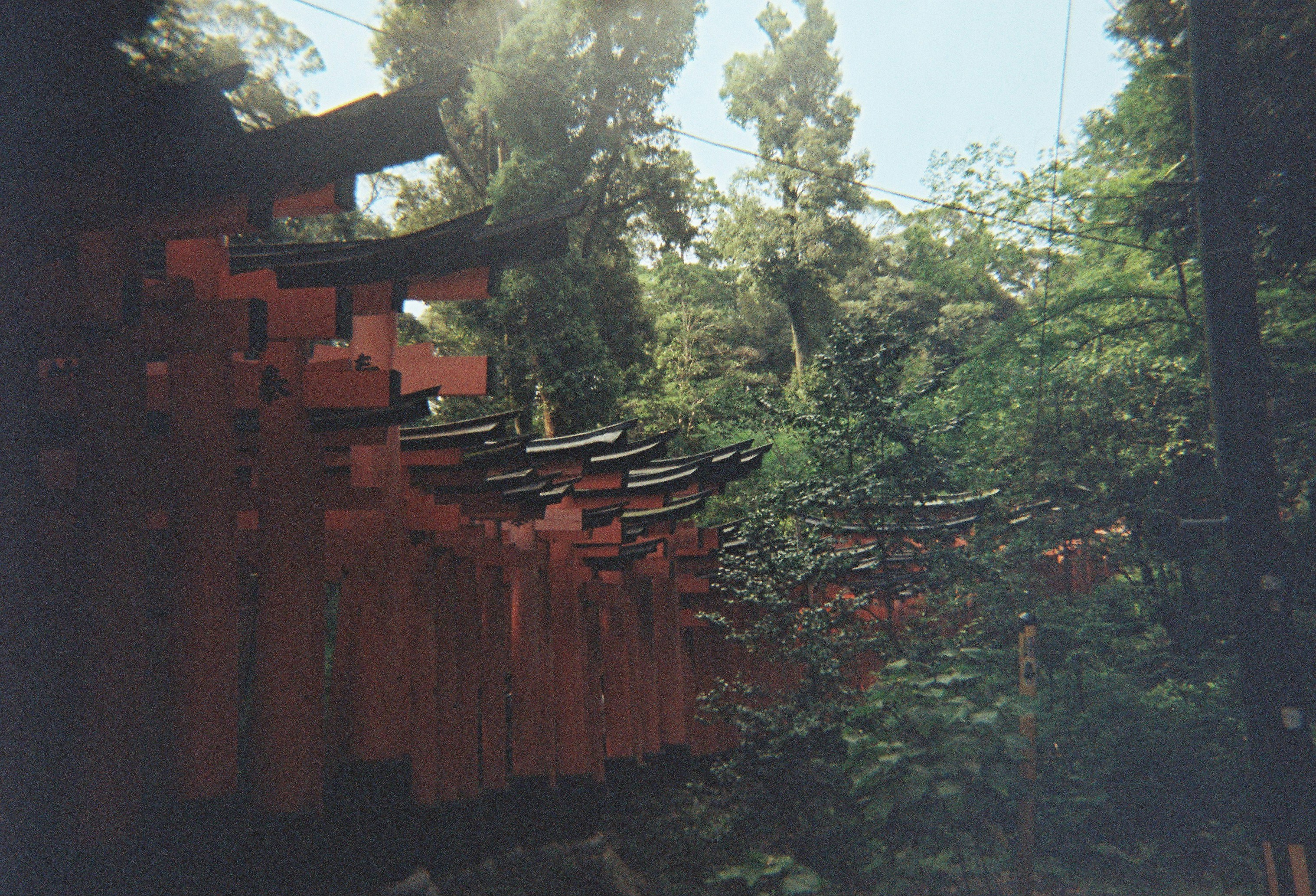 Red Torii Row Dimming into the Forest