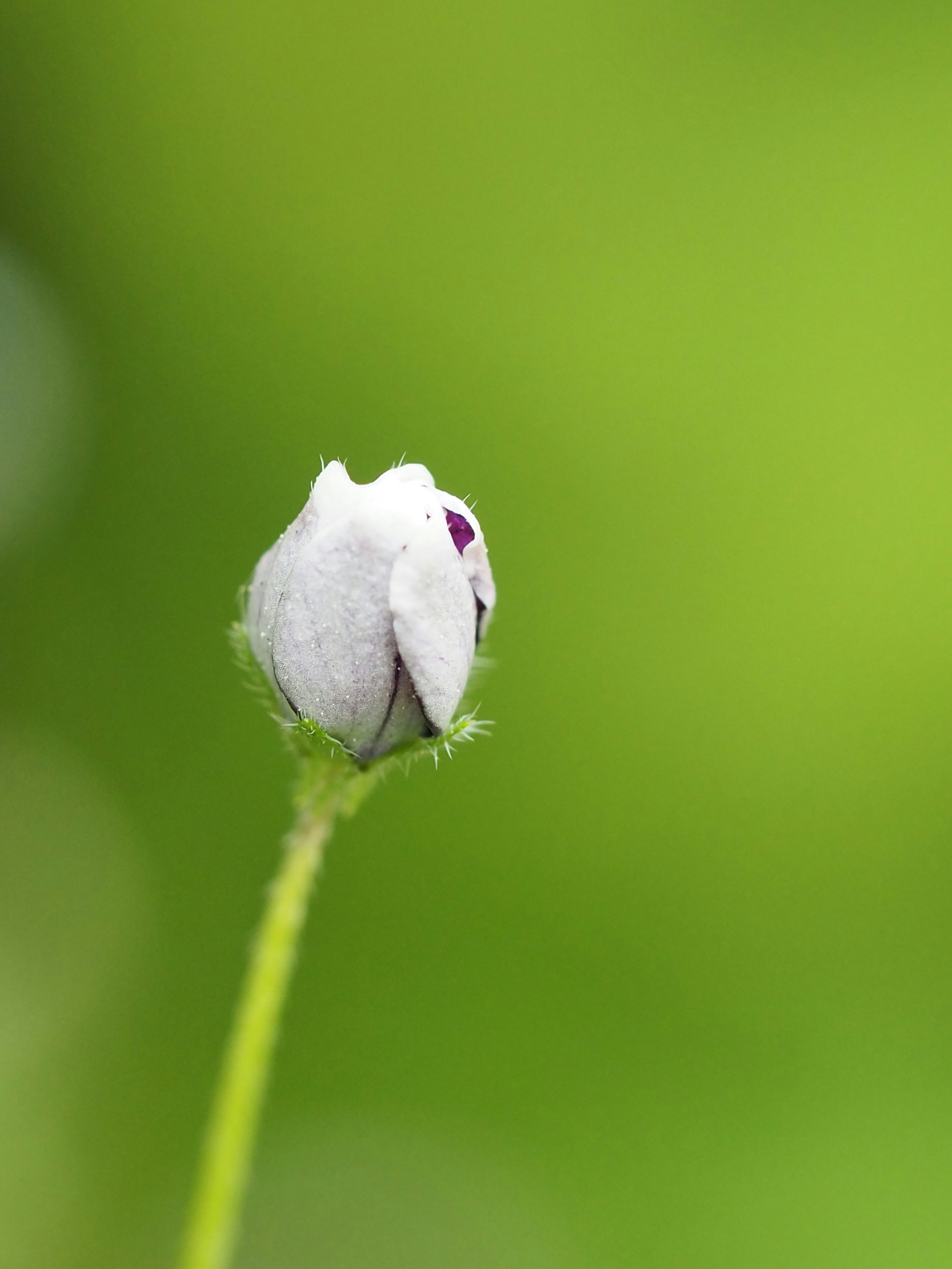 Bud in Bloom: A Delicate White Bud Reaching Toward Light