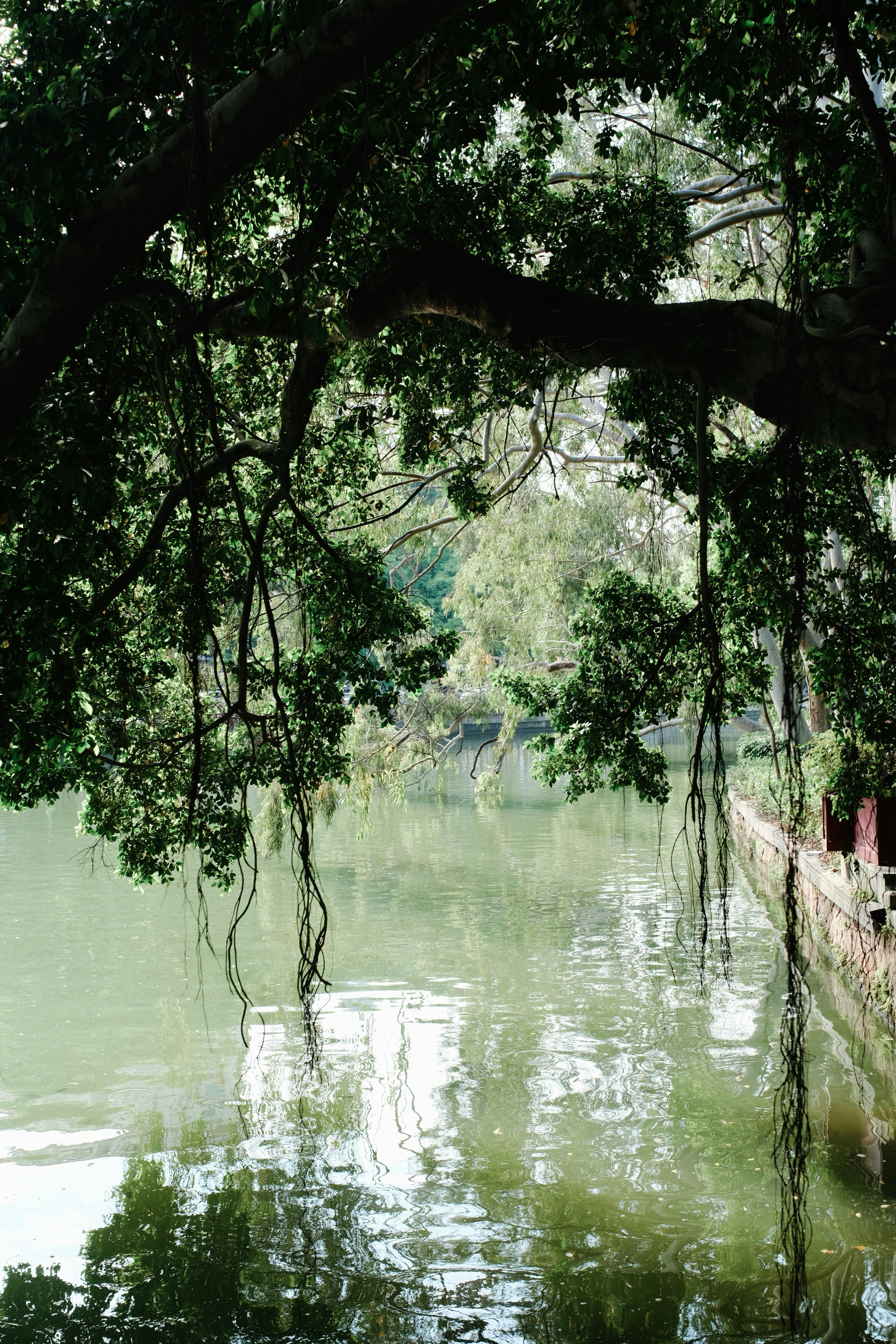 Overhanging canopy and tranquil waters: a quiet riverside sanctuary