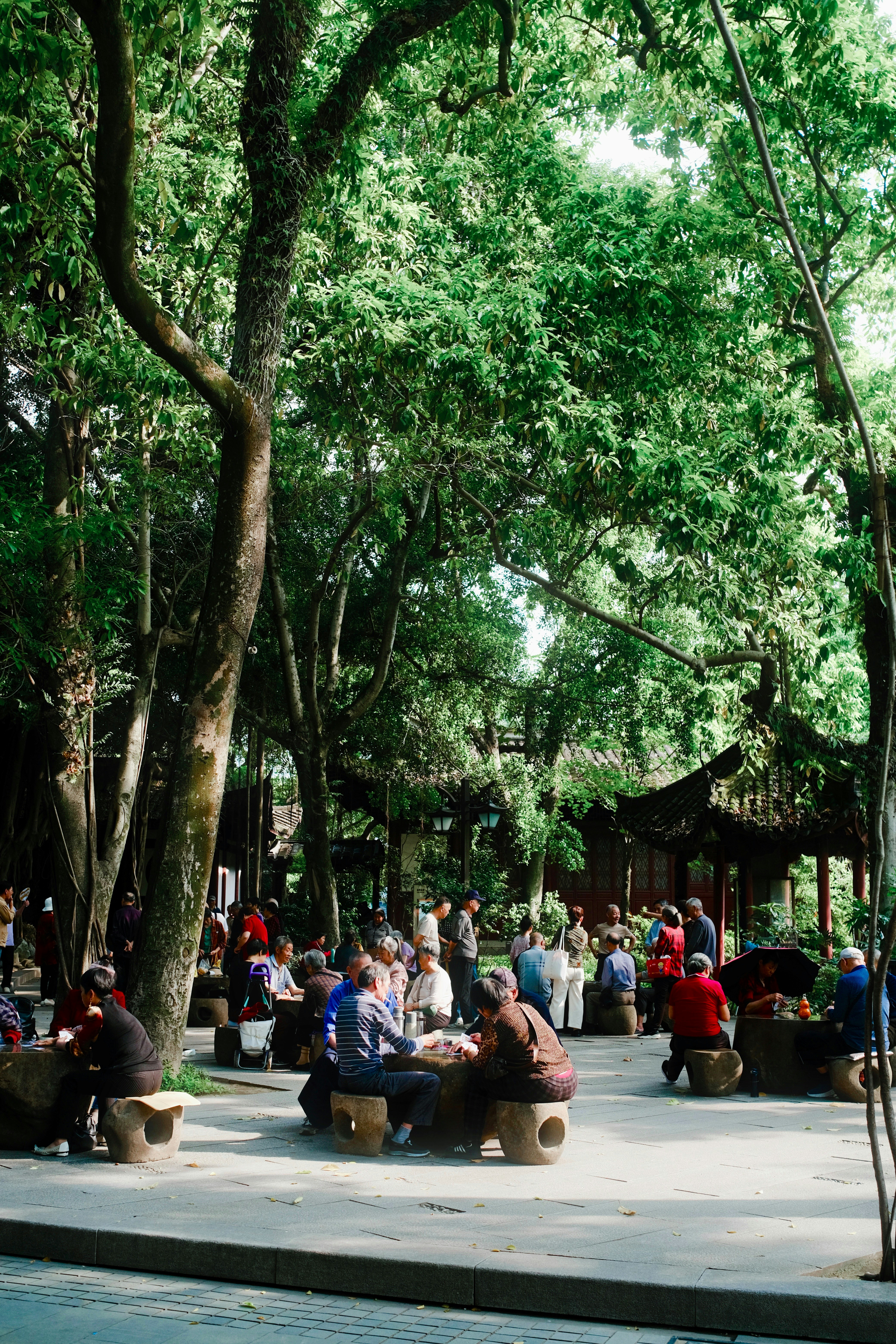 Lanterned Circle: A Social Moment Beneath the Canopy
