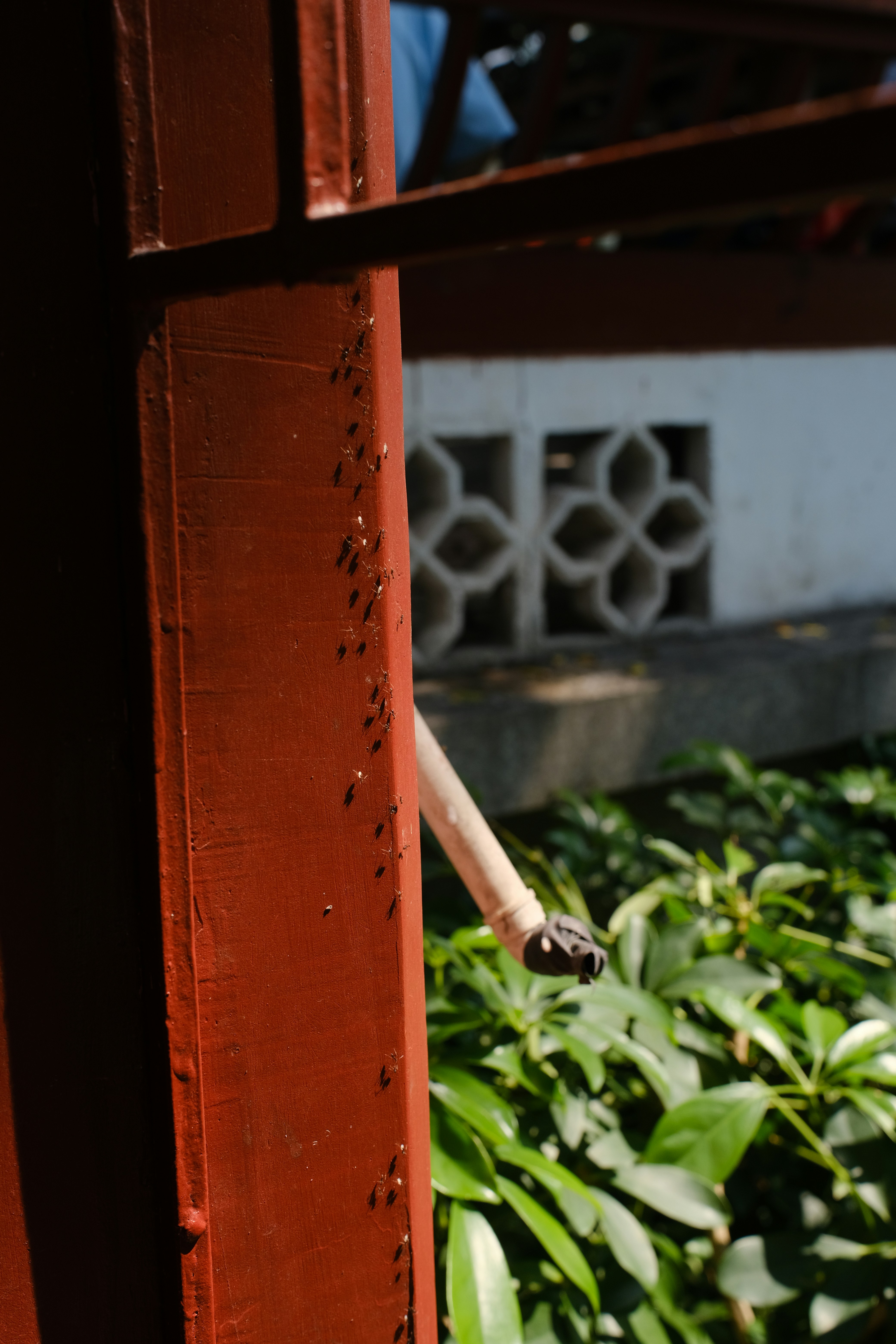 Red Gate, Tiny Insect Trail: A Glimpse Beyond the Void