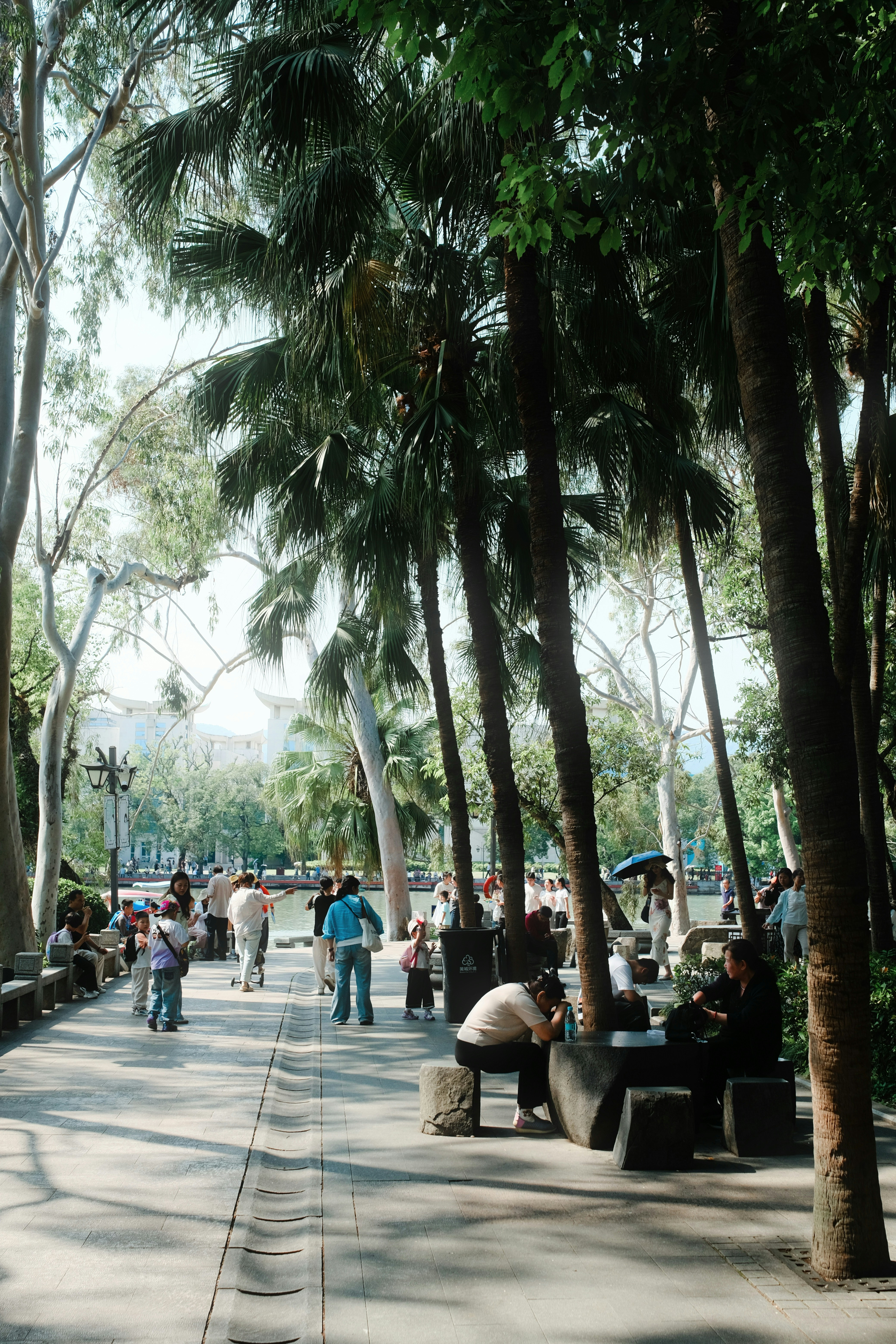 Shaded Boulevard: People Gathering Beneath Towering Palms
