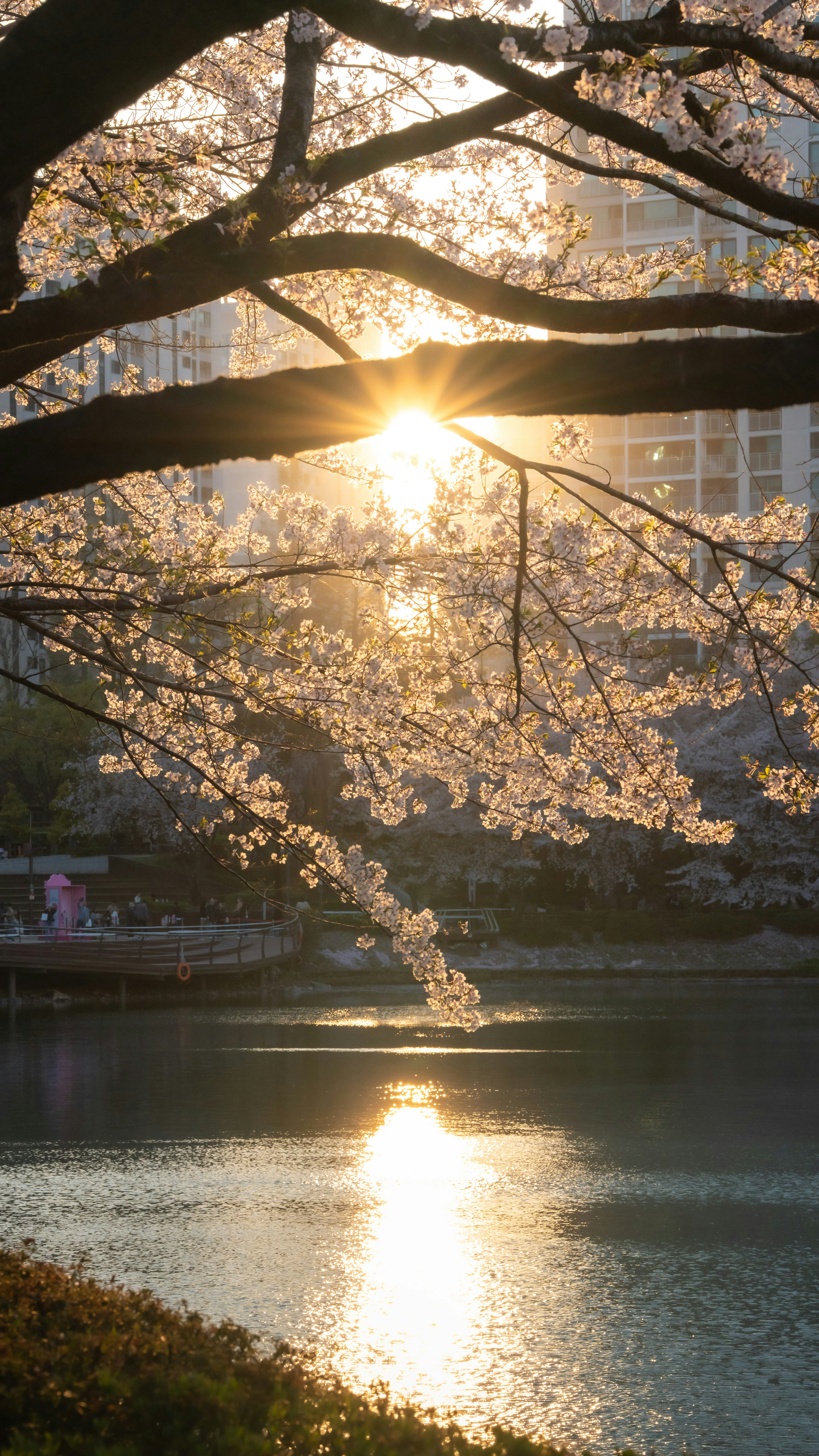 Sunburst Through Cherry Blossoms Over Riverside
