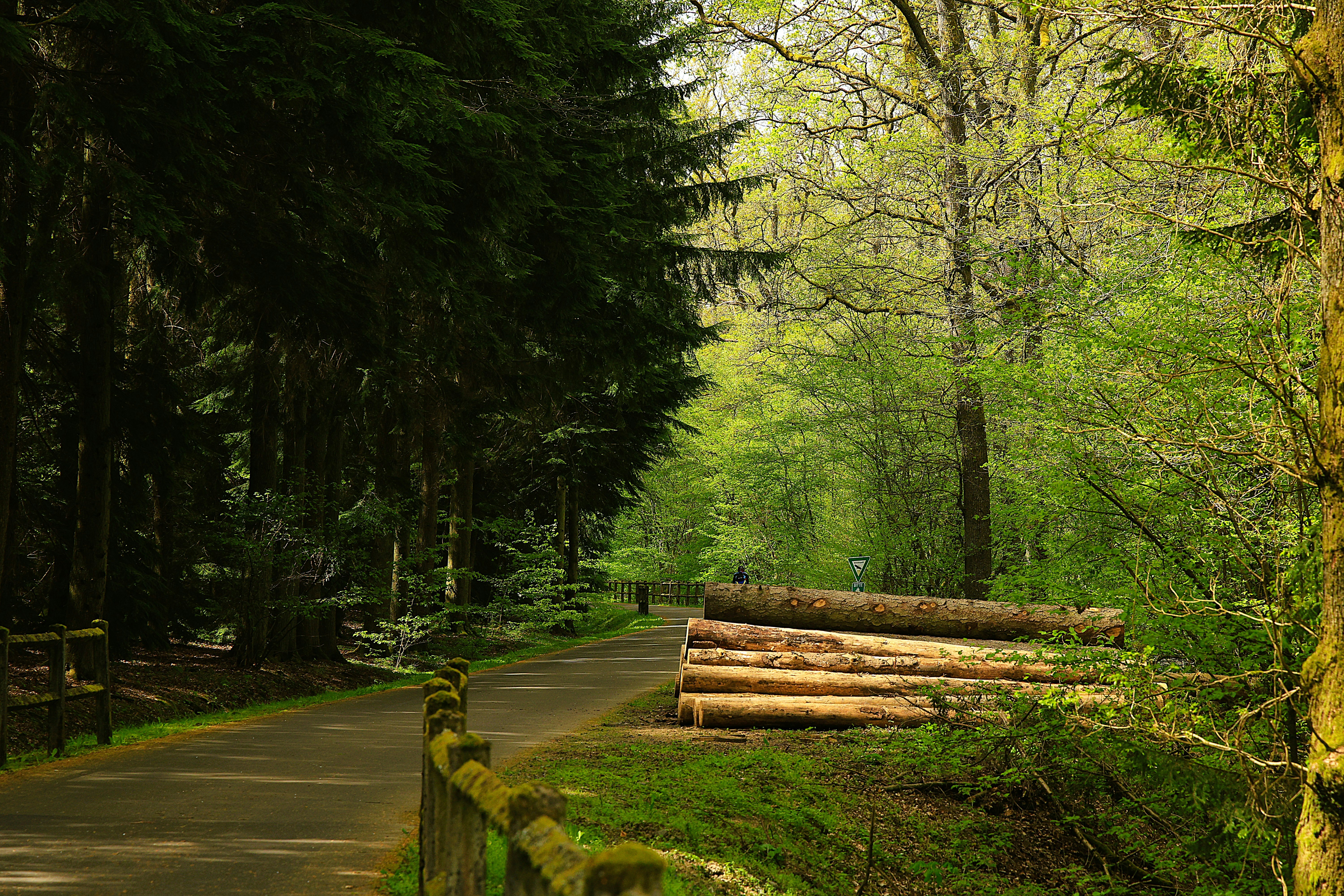 Forest Path under Dappled Light with Log Pile as Quiet Focal Point