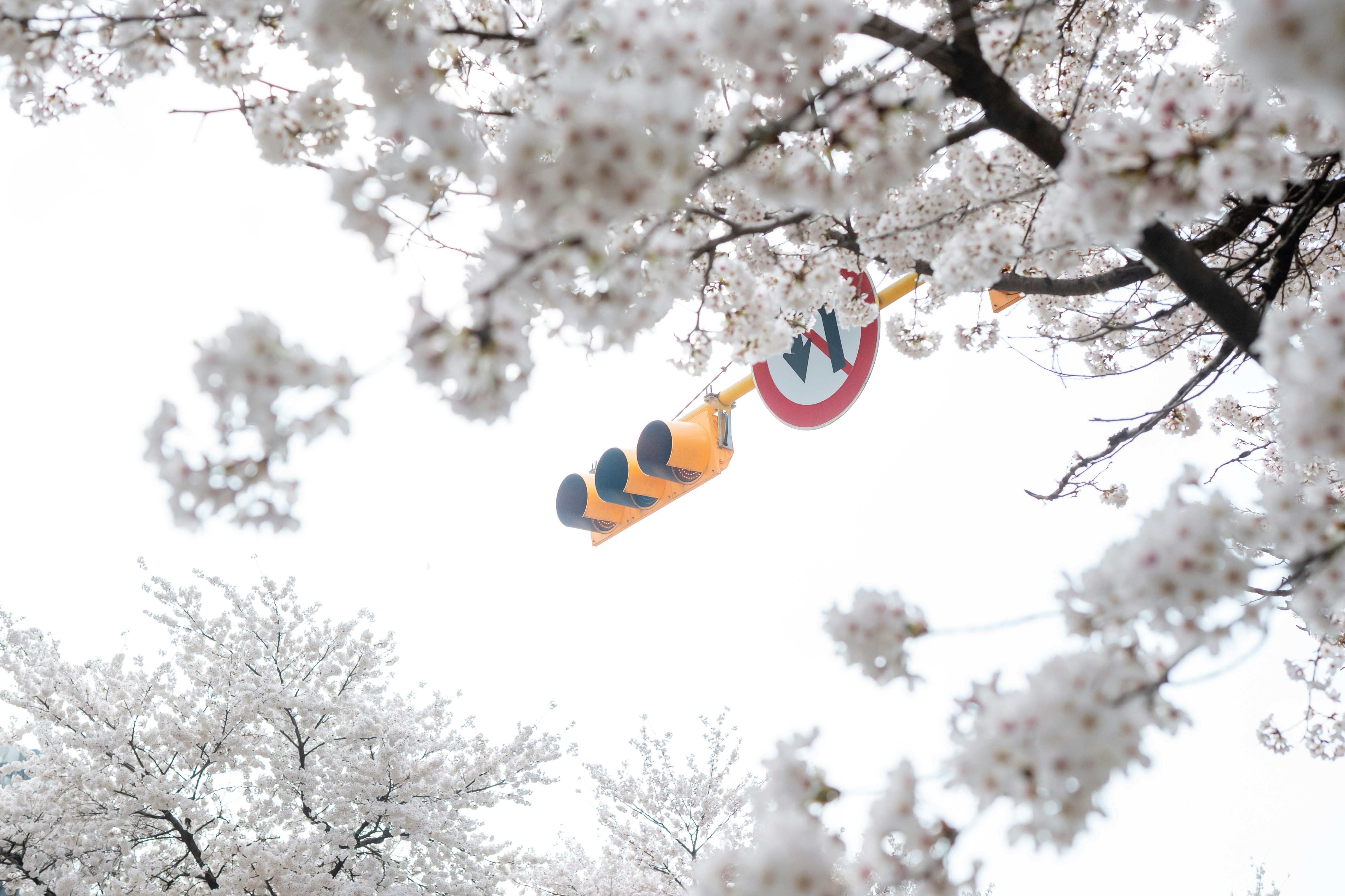 Blossoms and Signal: A Skyward Pause Under Spring Traffic Lights