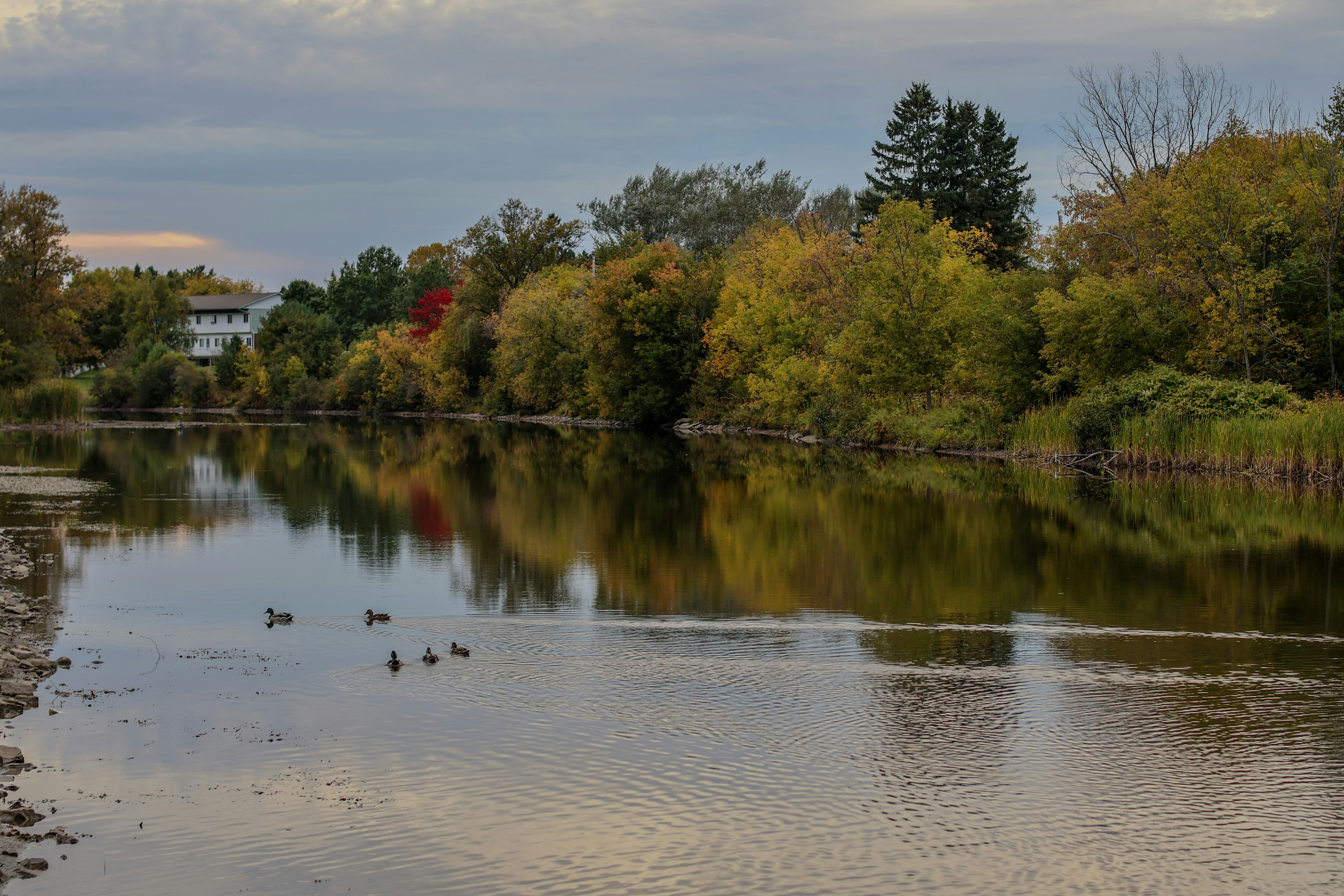 Autumn Riverside: Reflections Beneath a Quiet Lake