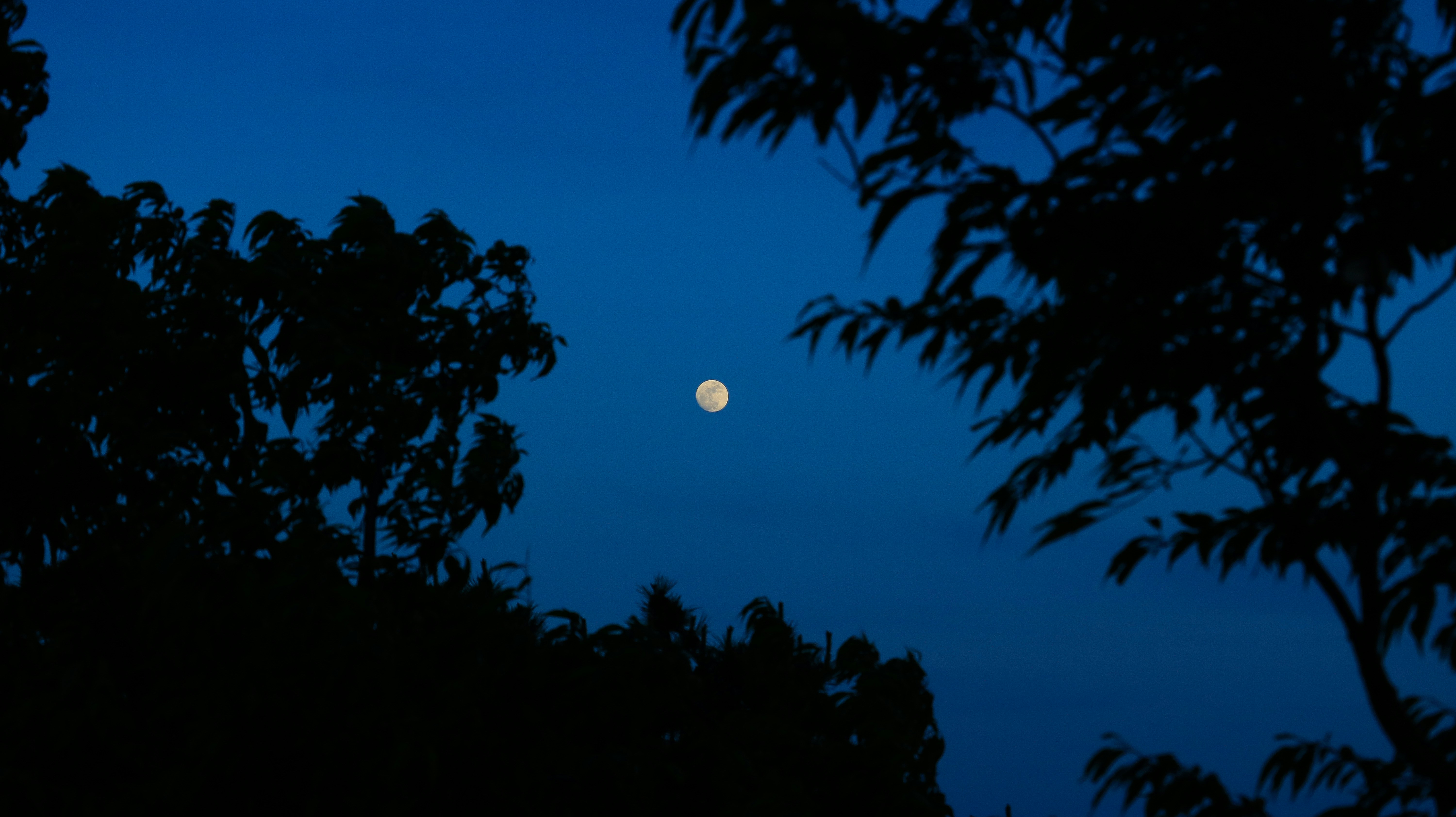 Moonlit Silhouette: Night Sky Framed by Forest Canopies