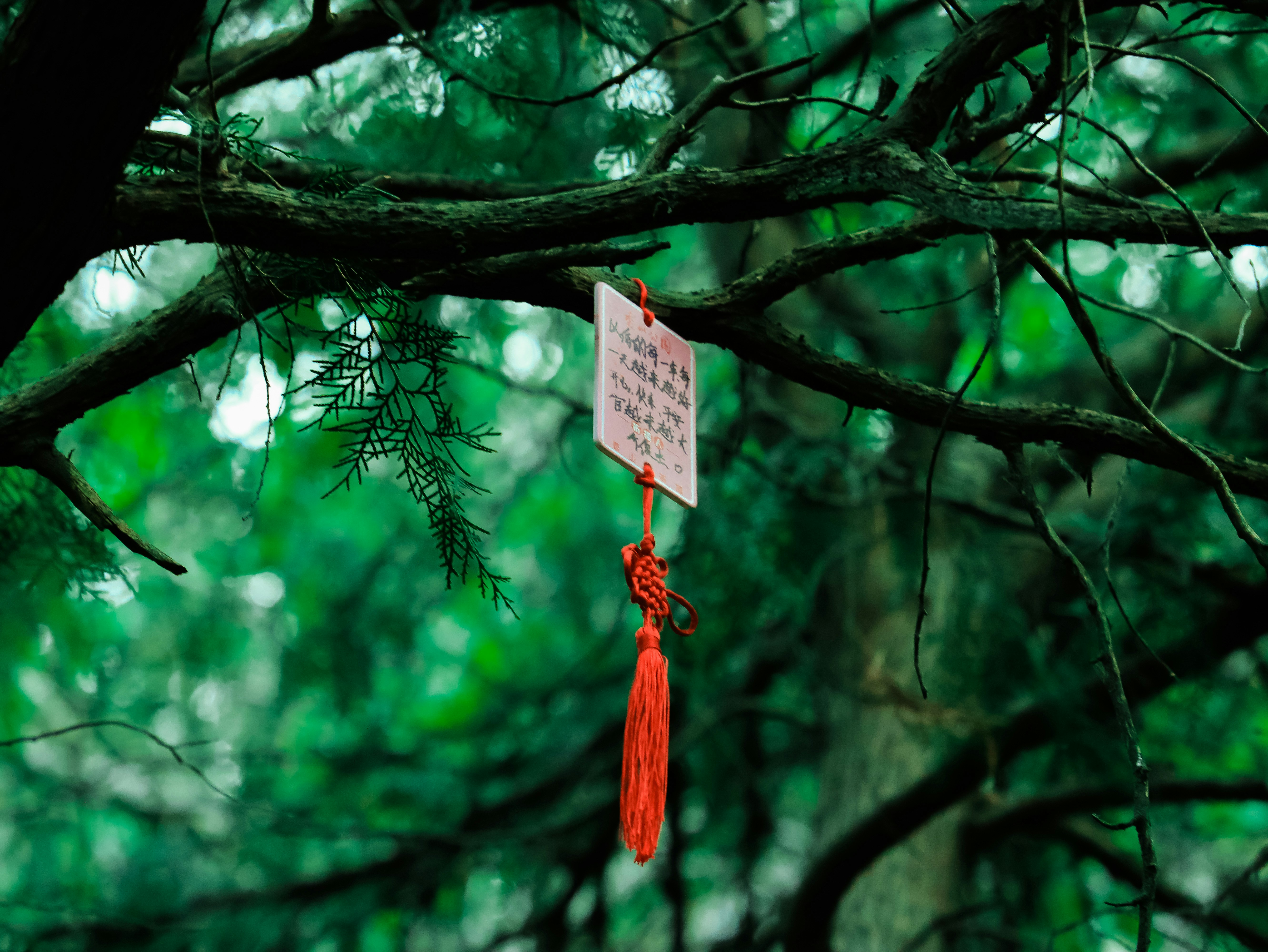 Red Tassel and Prayer Tag in a Verdant Canopy