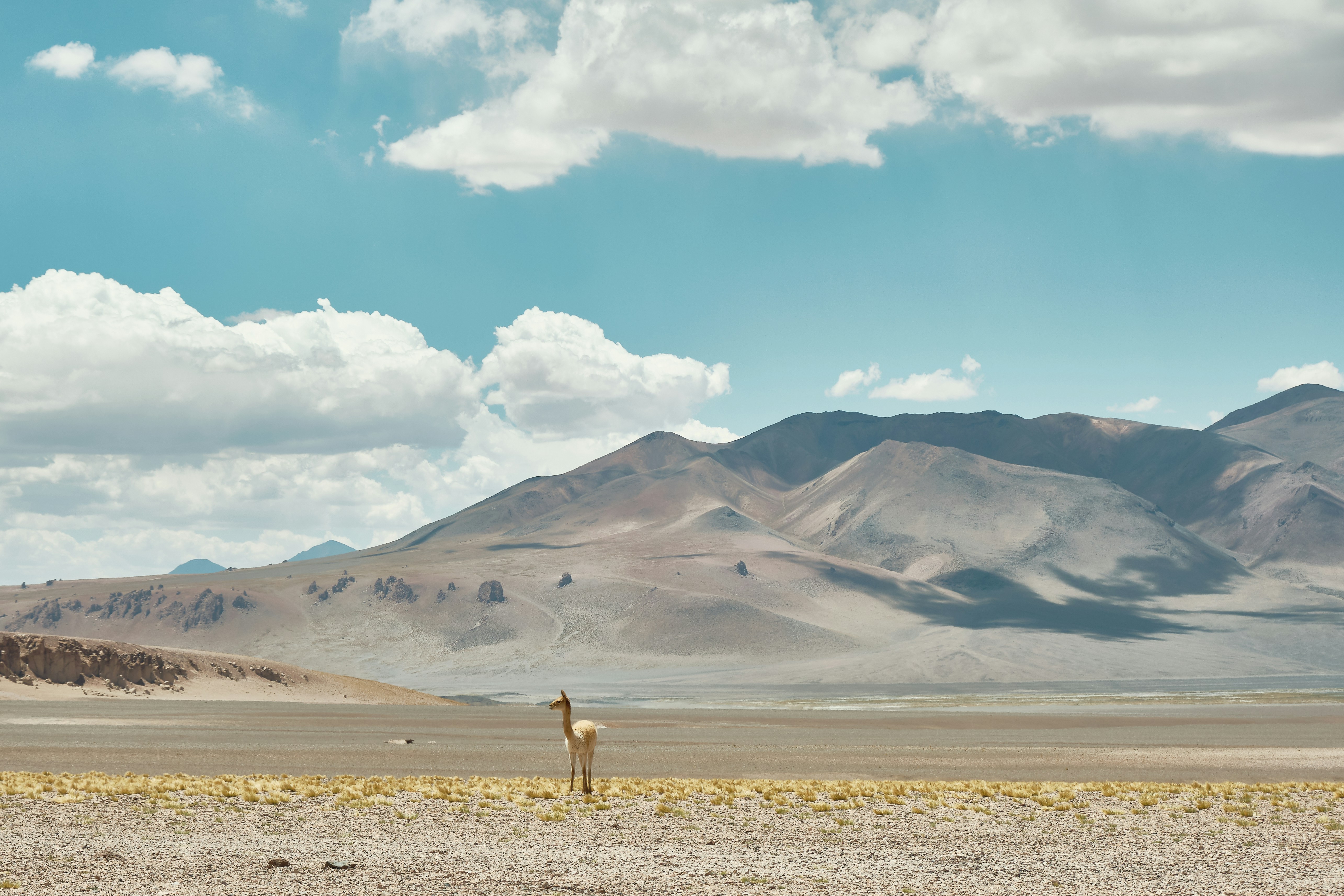 Desert Lone Gazer: A Llama in the Vast Basin