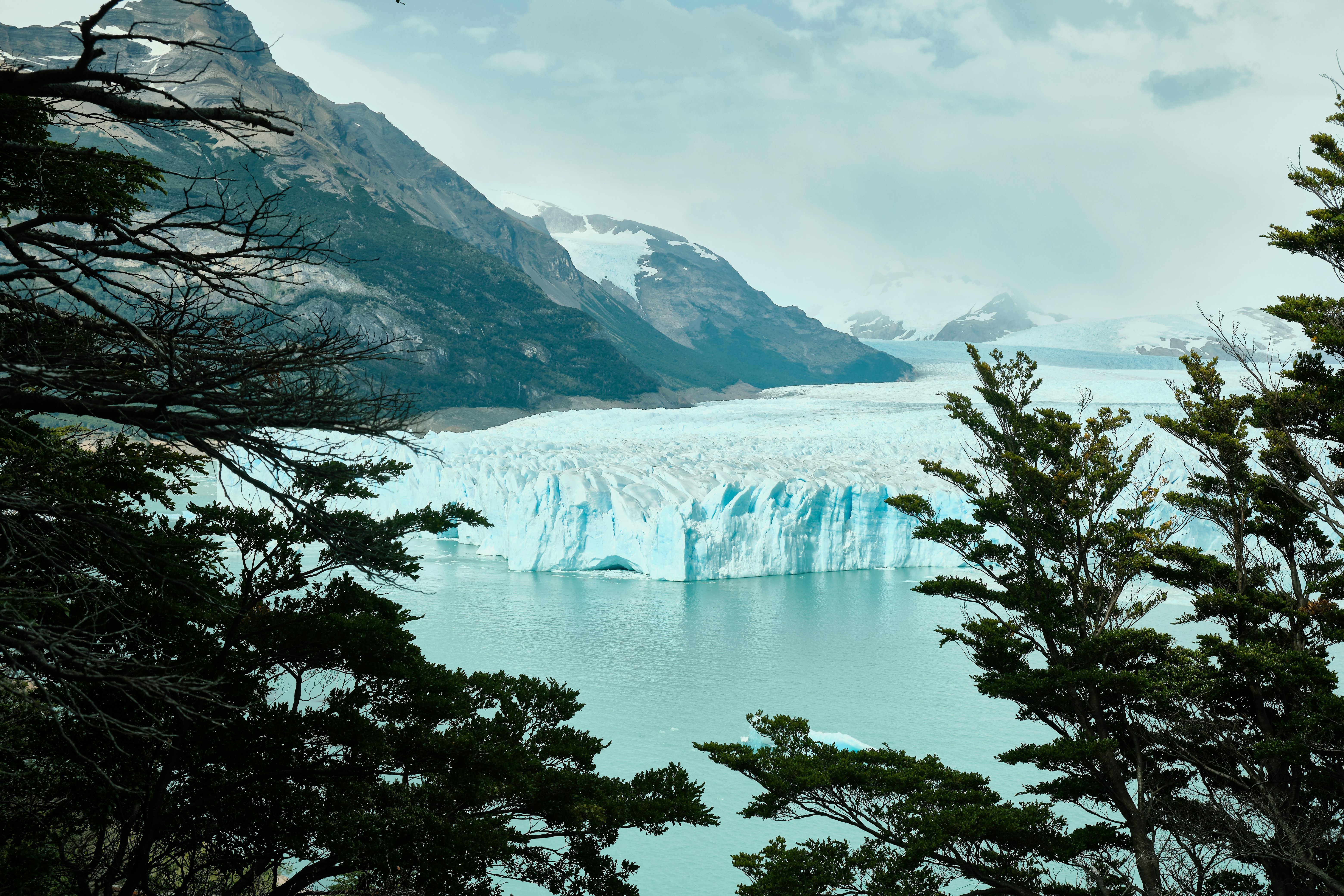 Glacier Choir: Snowfield Fjord Framed by Pines