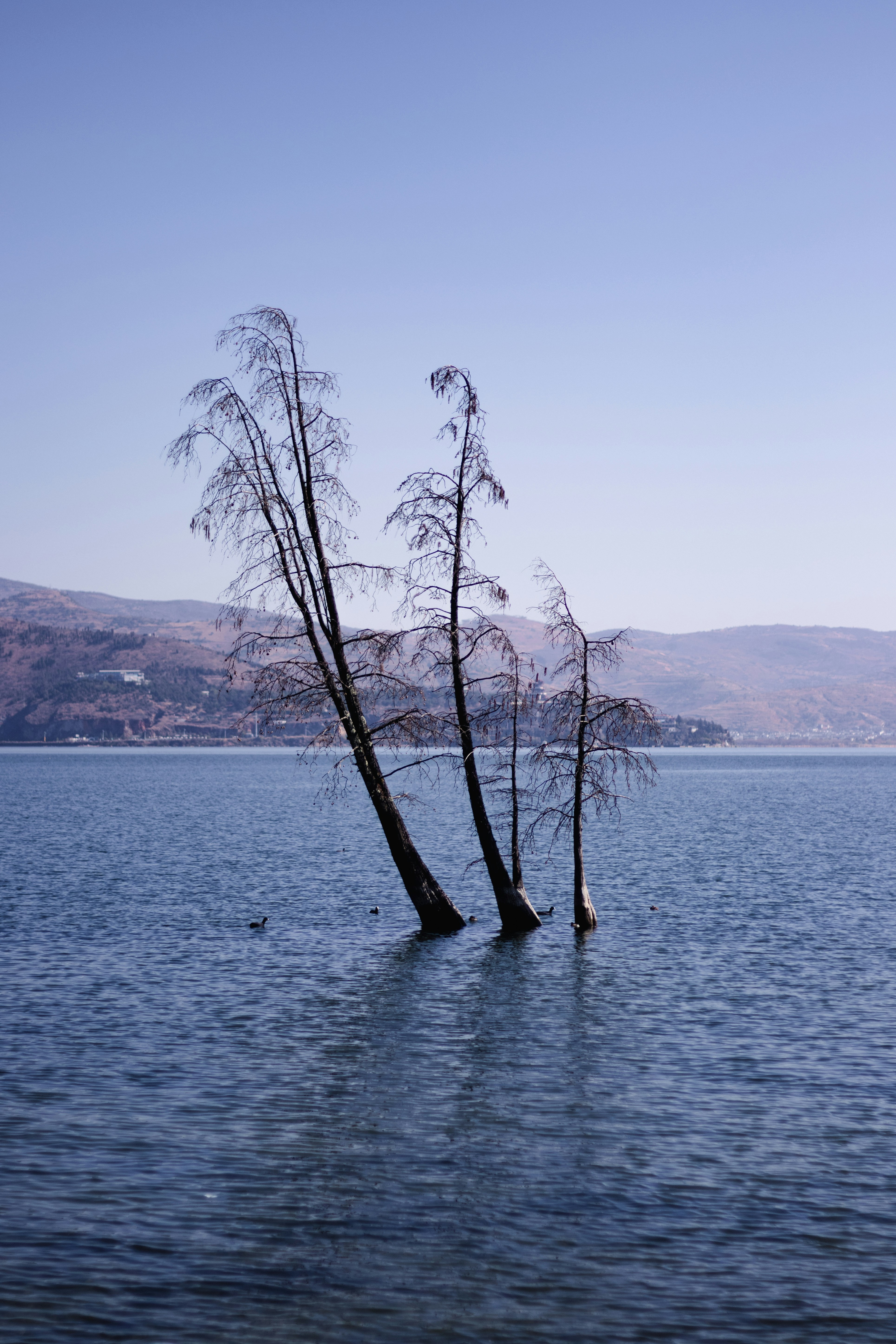 Three-Wire Trees Rising from a Serene Lake
