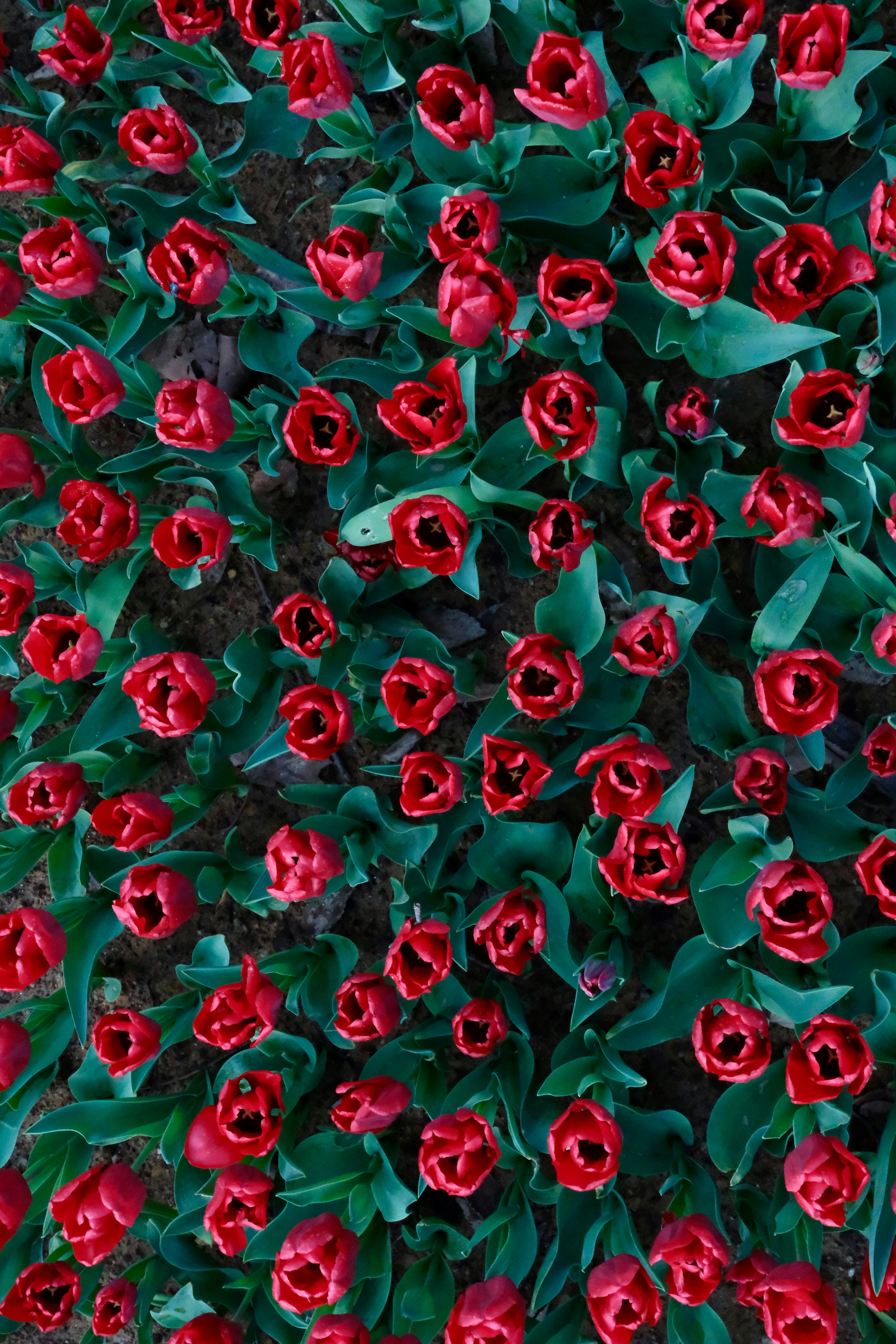 Crimson Tulips in a Velvet Bed