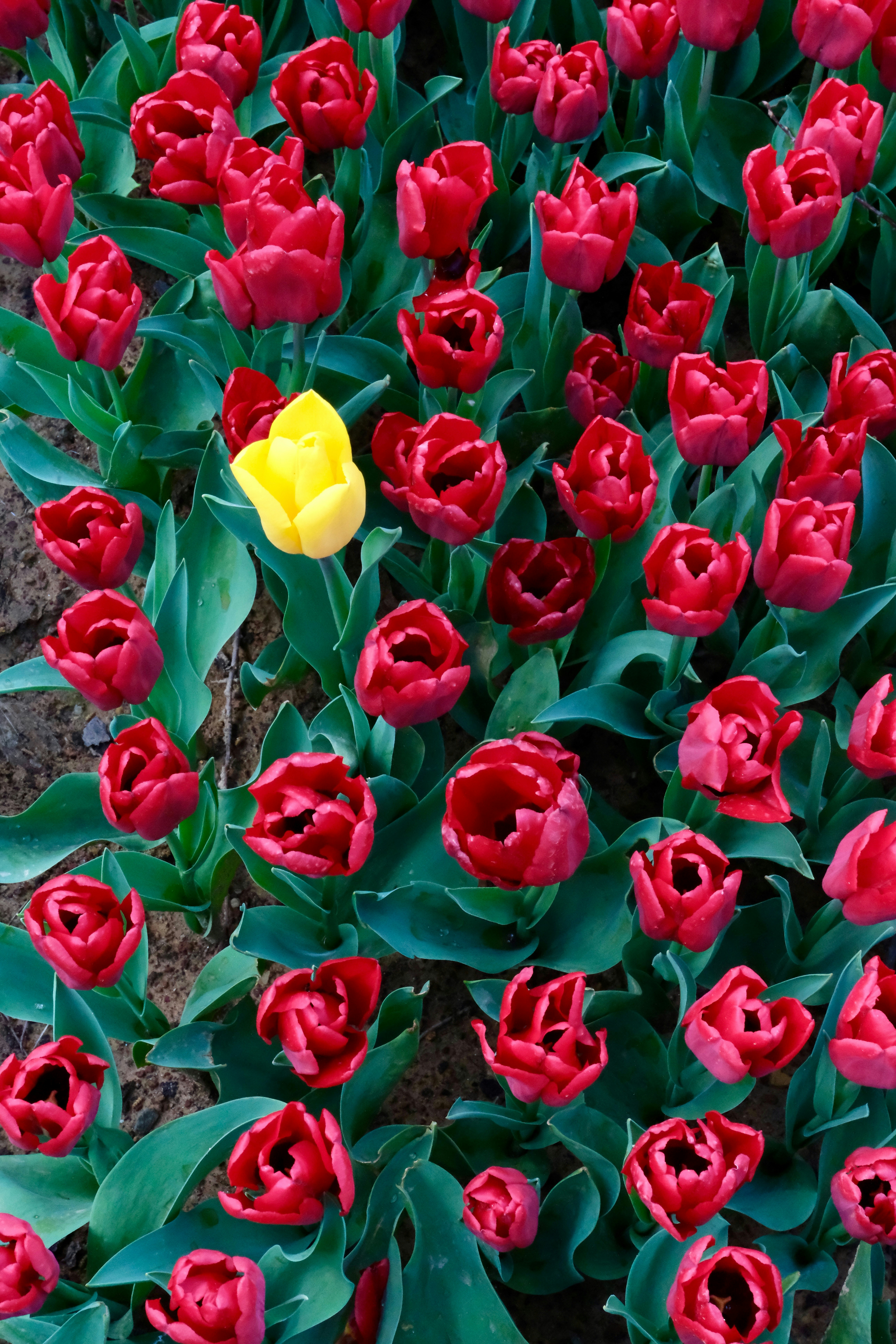 A Lone Yellow Tulip Among a Sea of Crimson Blooms