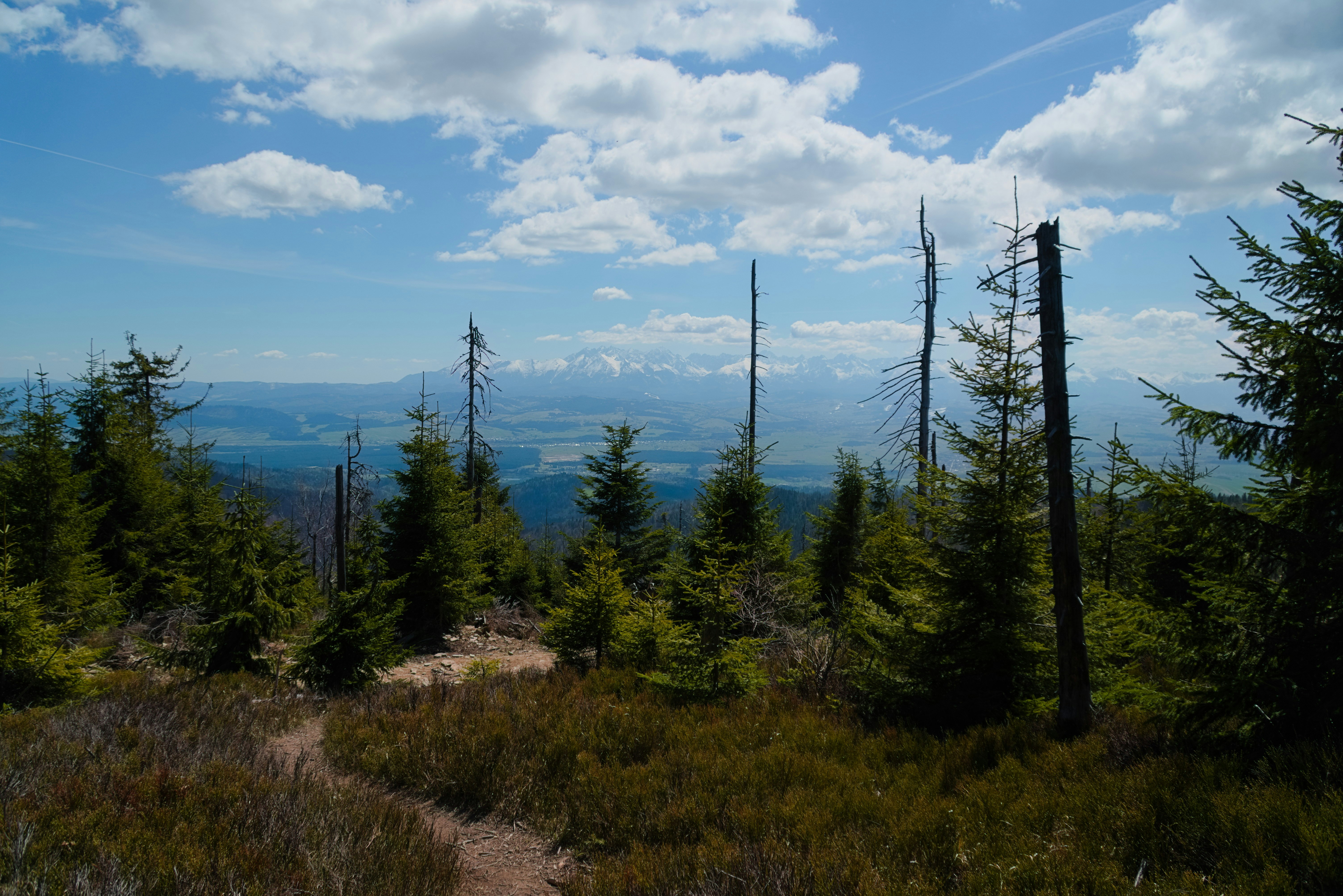 Forest Crest Overlook: Peaks Piercing the Horizon