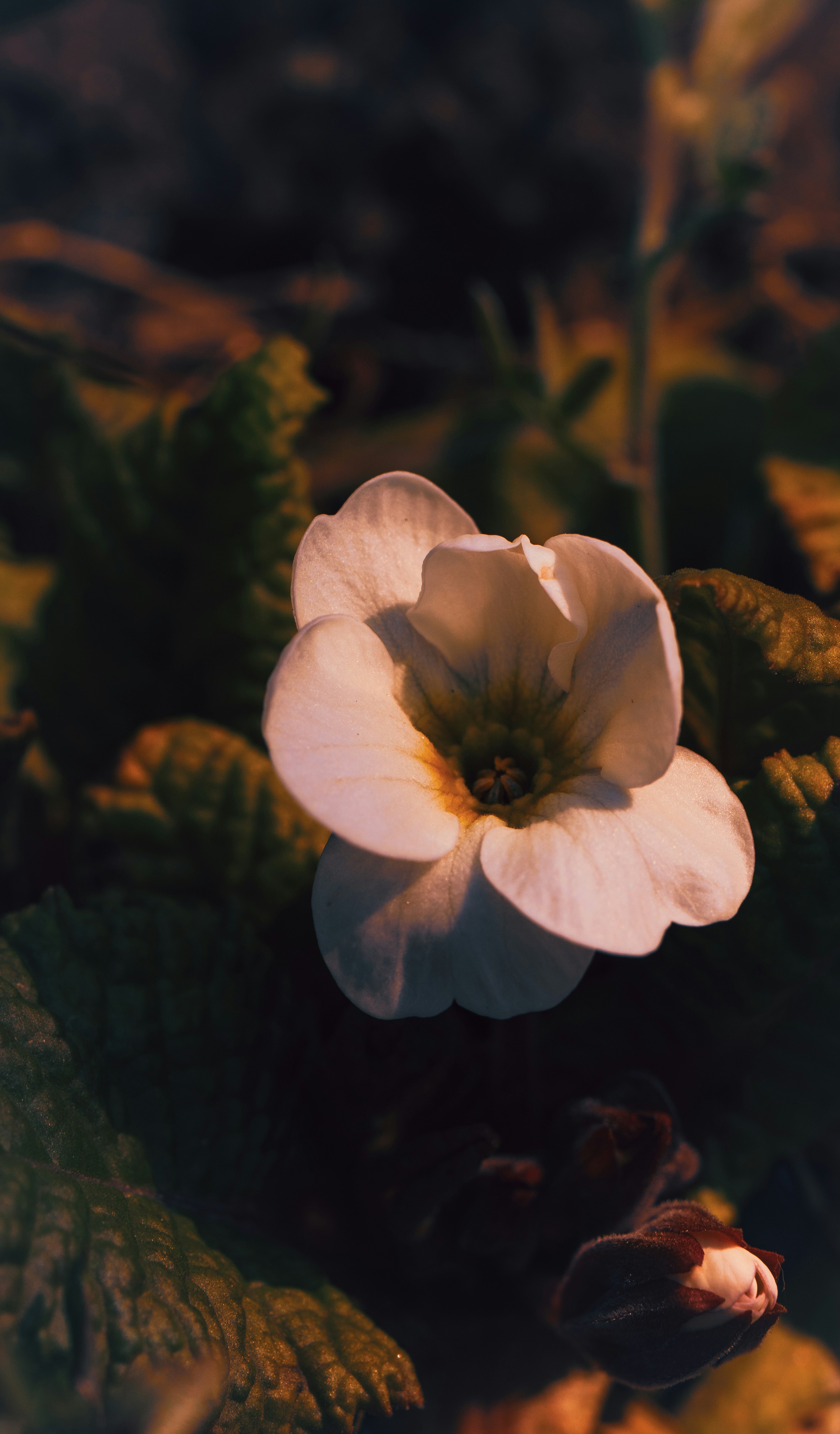 Petaled Spotlight: A White Bloom in Warm Twilight
