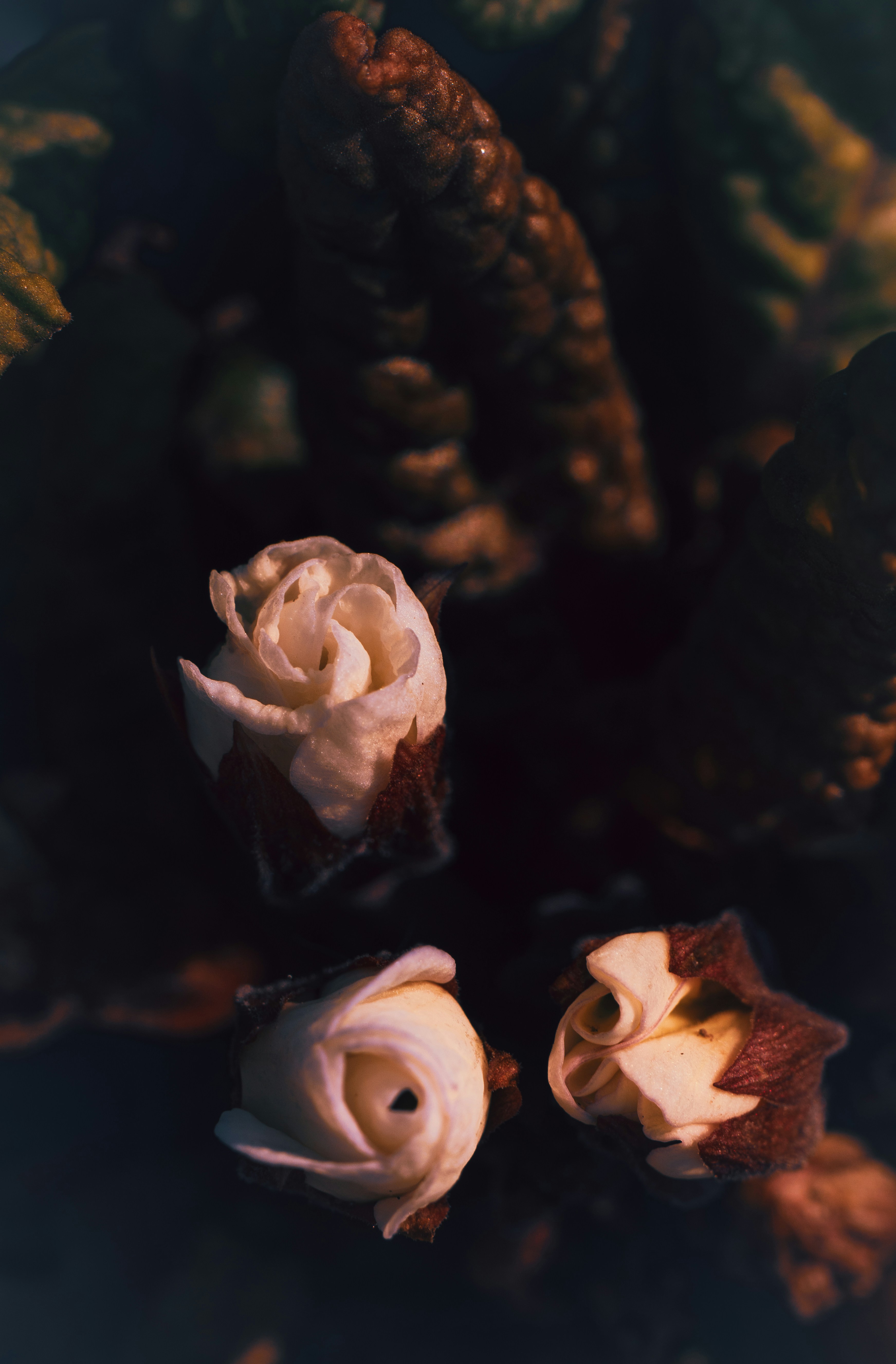 Three small white flower buds with brown tips.