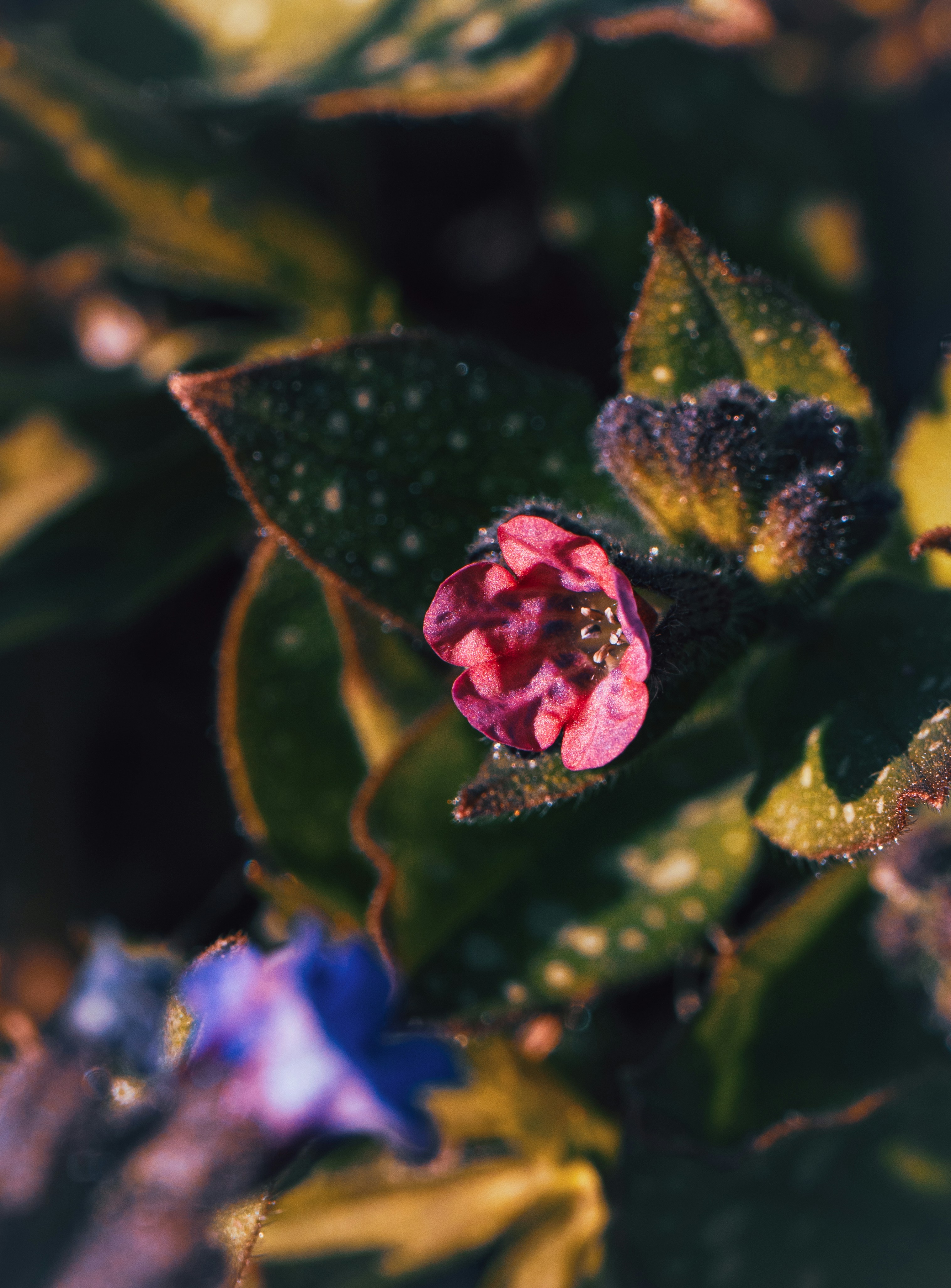 Crimson Blossom Amid Frosted Leaves