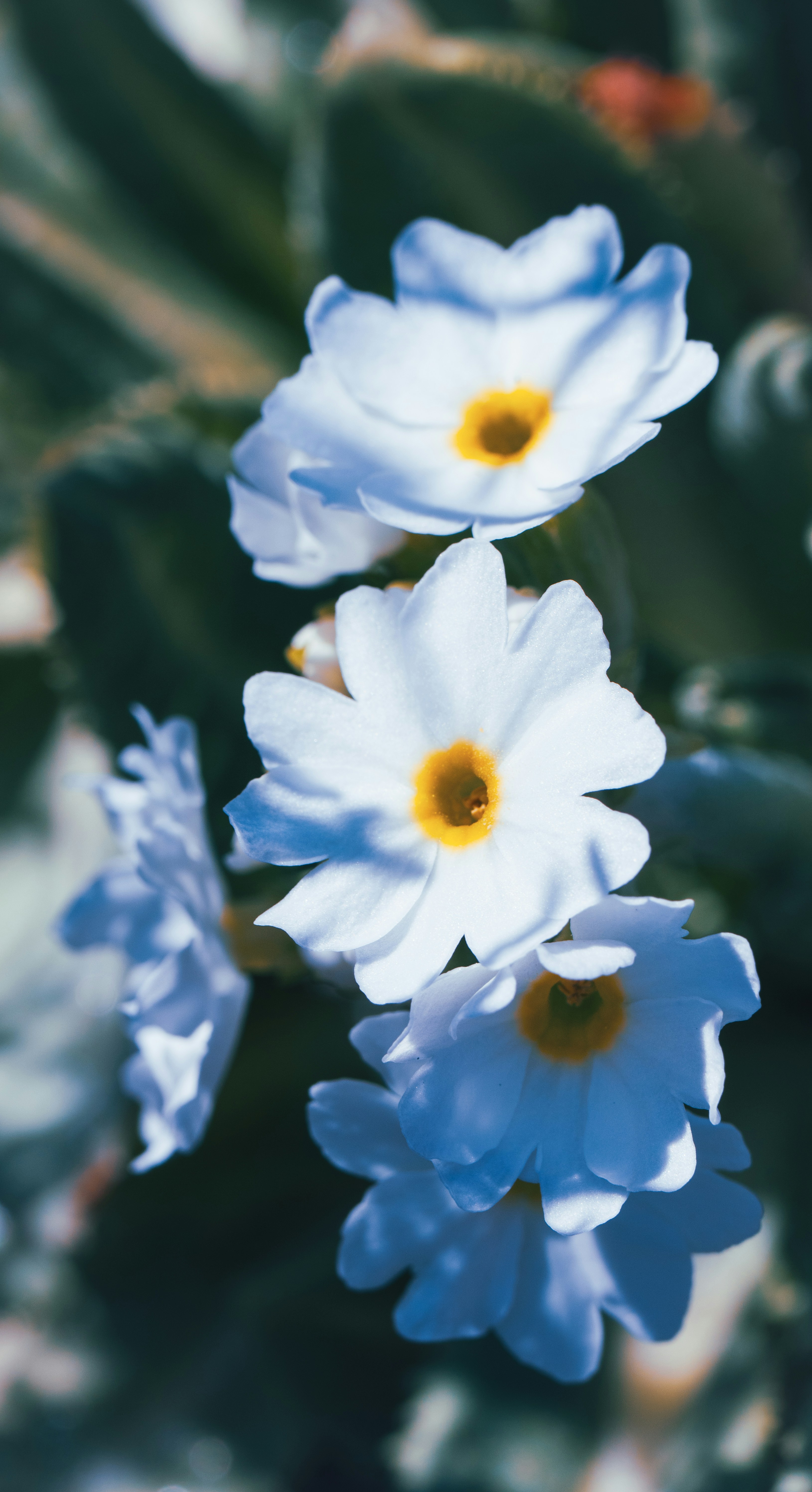 Blue Central Bloom: A Chorus of Sky-Hued Petals