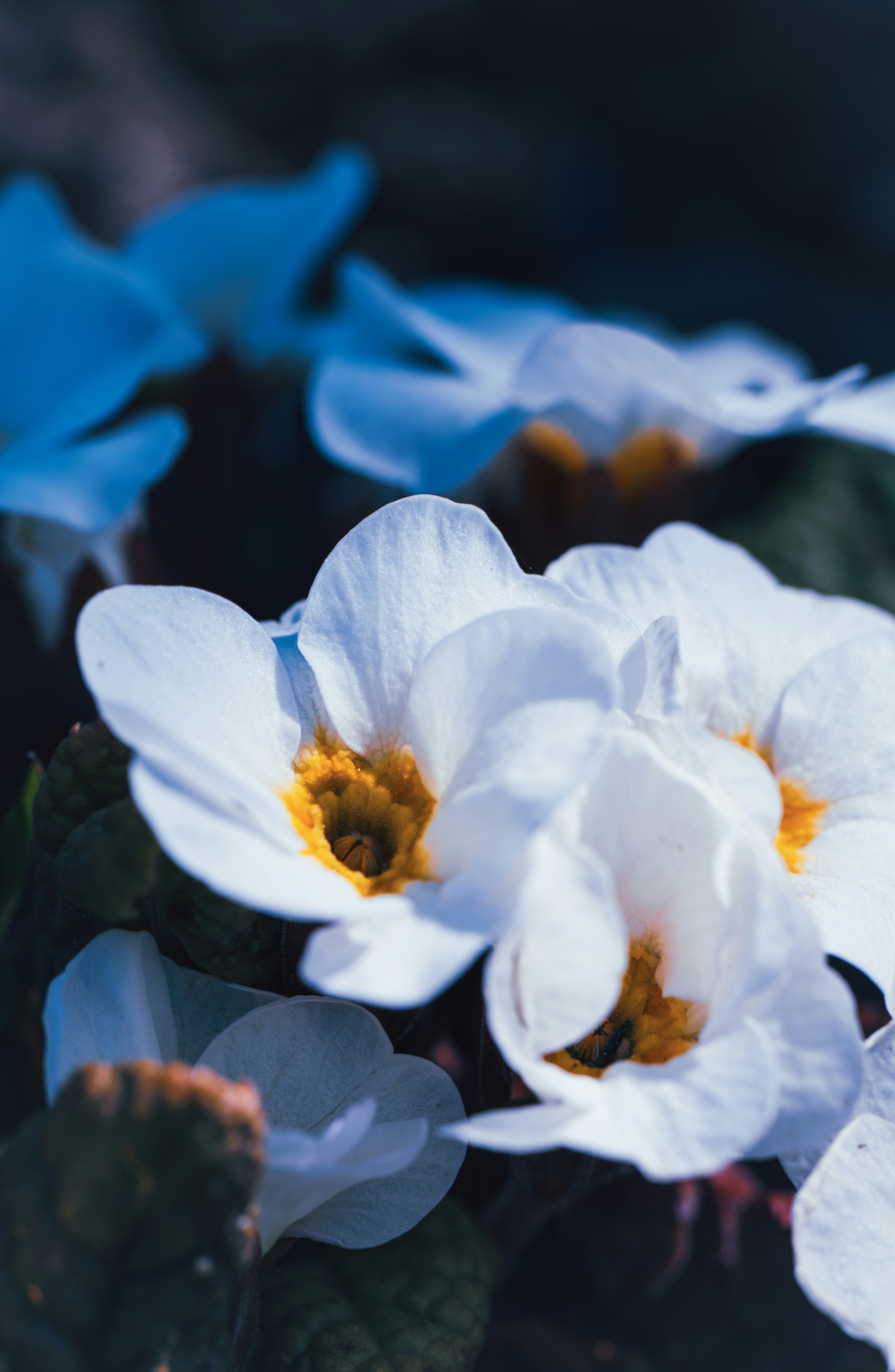 Morning Bloom: White Petals with Sun-Kissed Centers