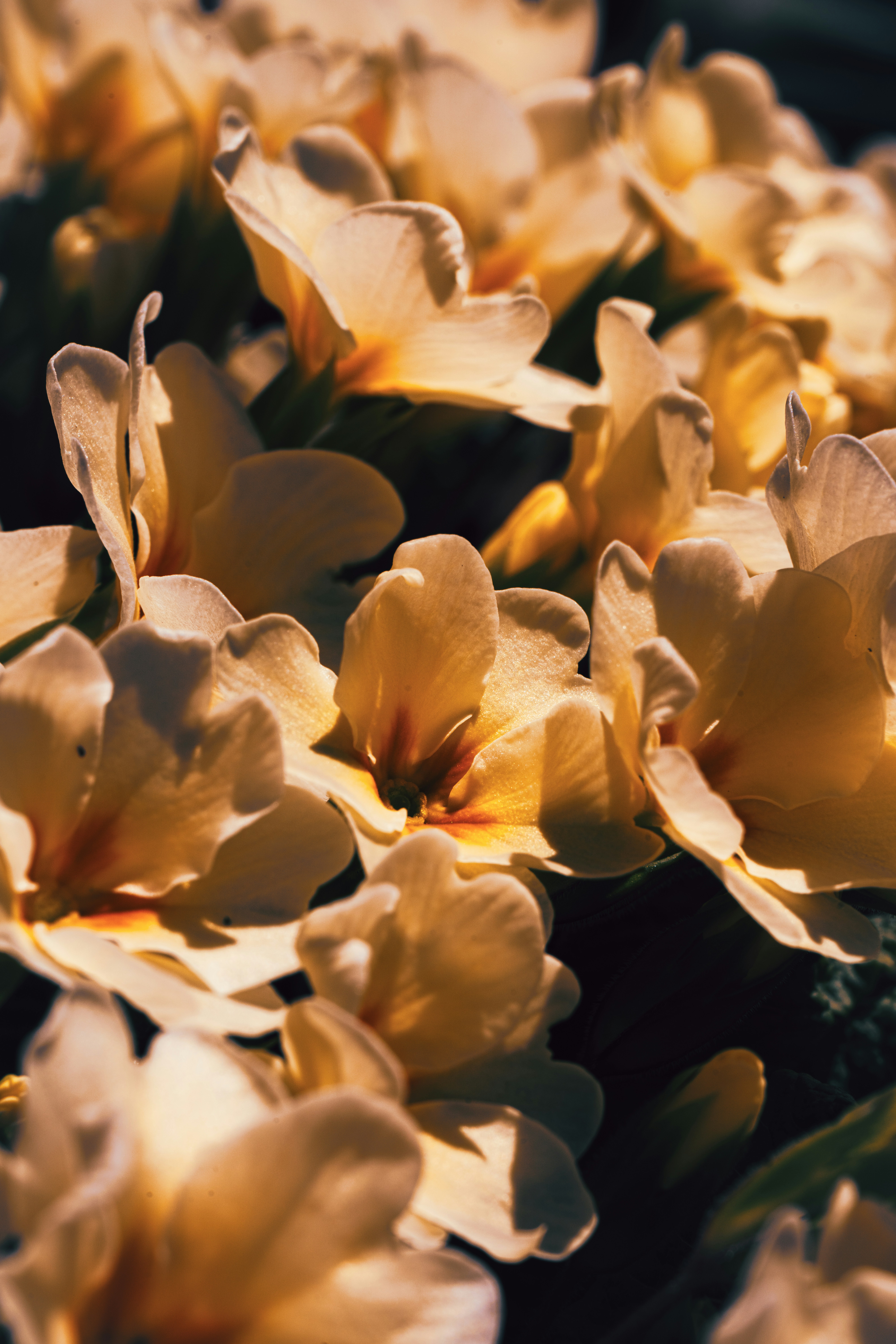 Warm Chorus of Creamy Orchid Blossoms