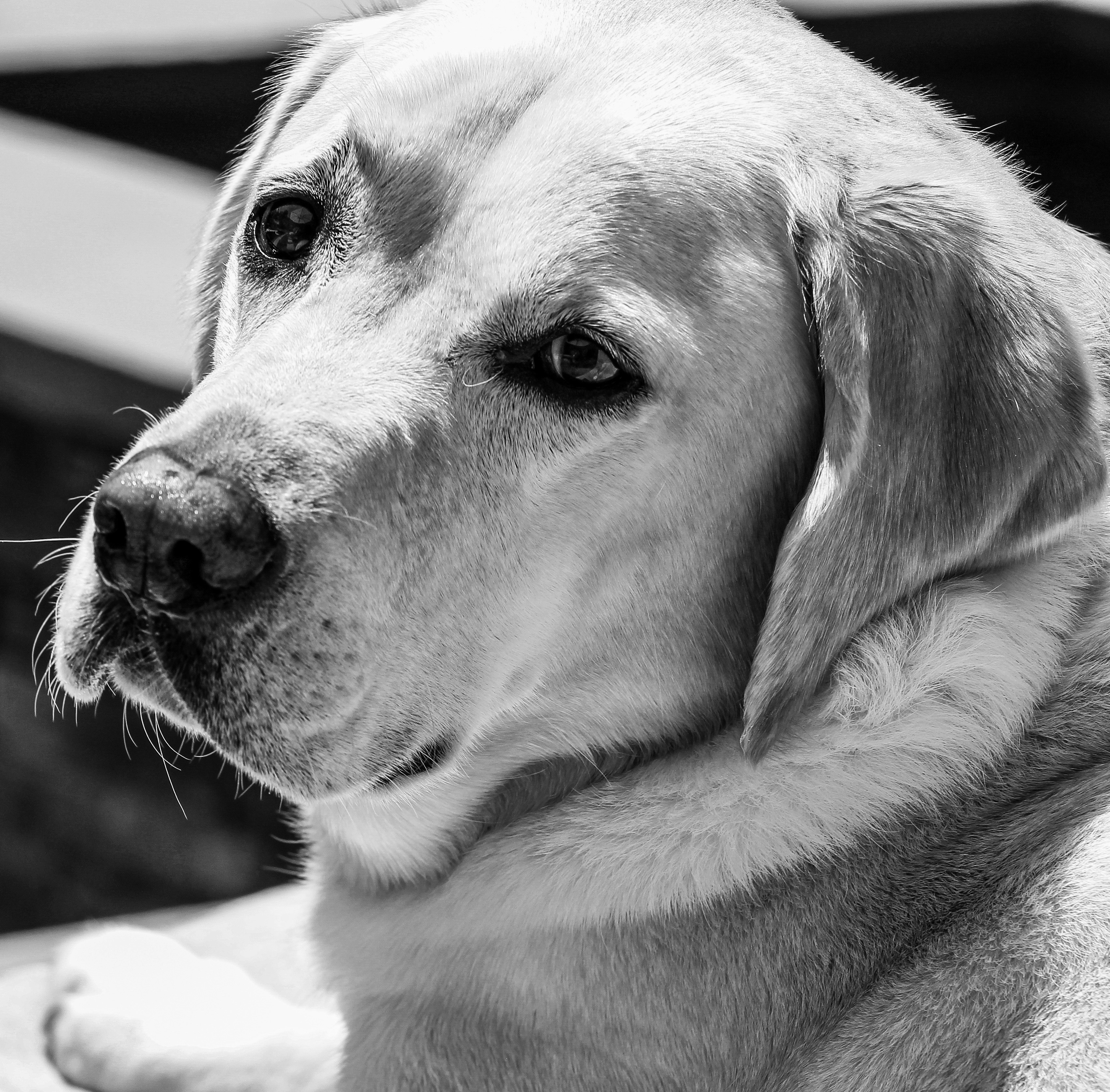 Close-Up of a Gentle Retriever: Quiet Confidence in Black and White