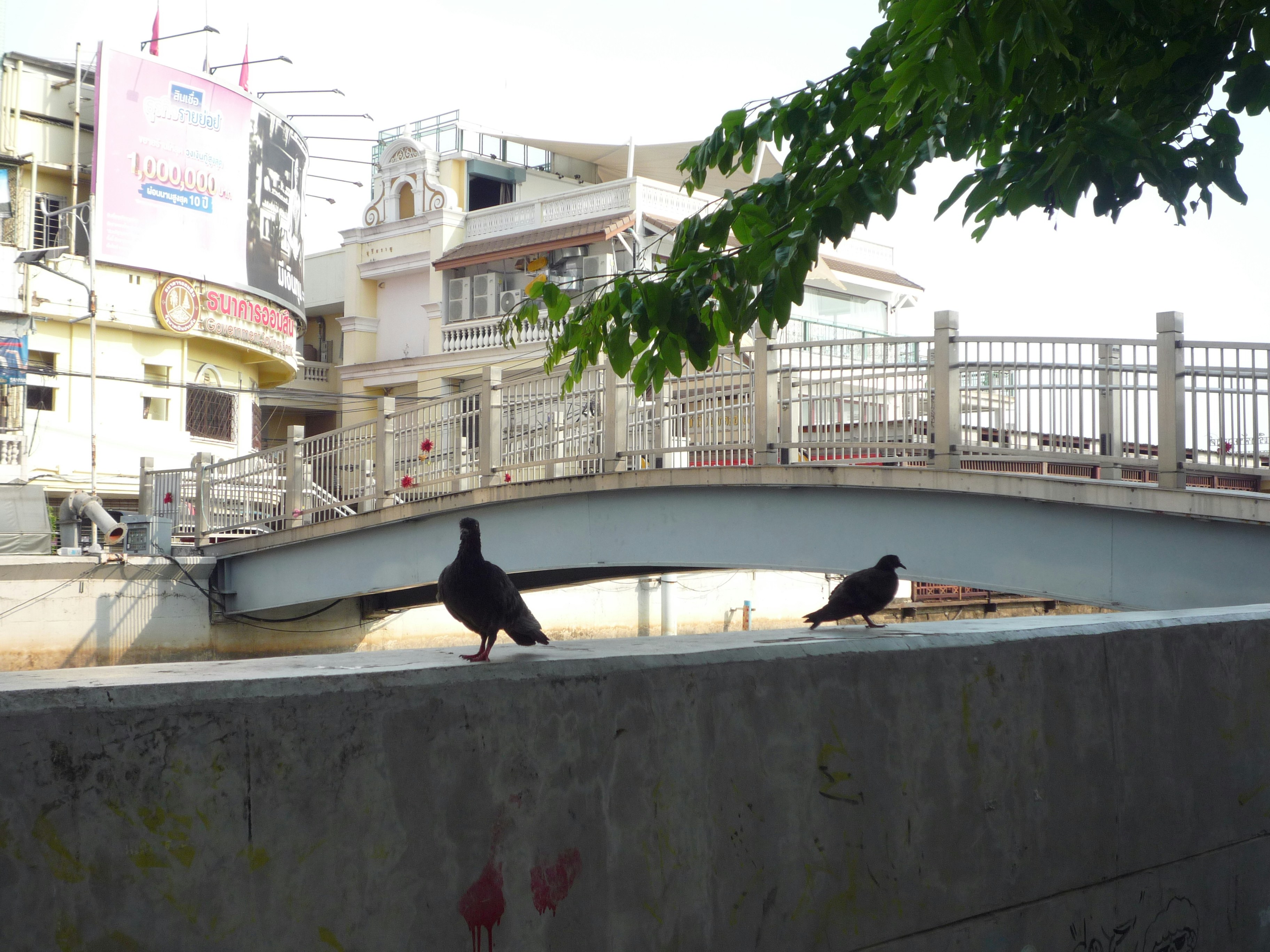 Crows on a sunlit riverbank under an urban bridge