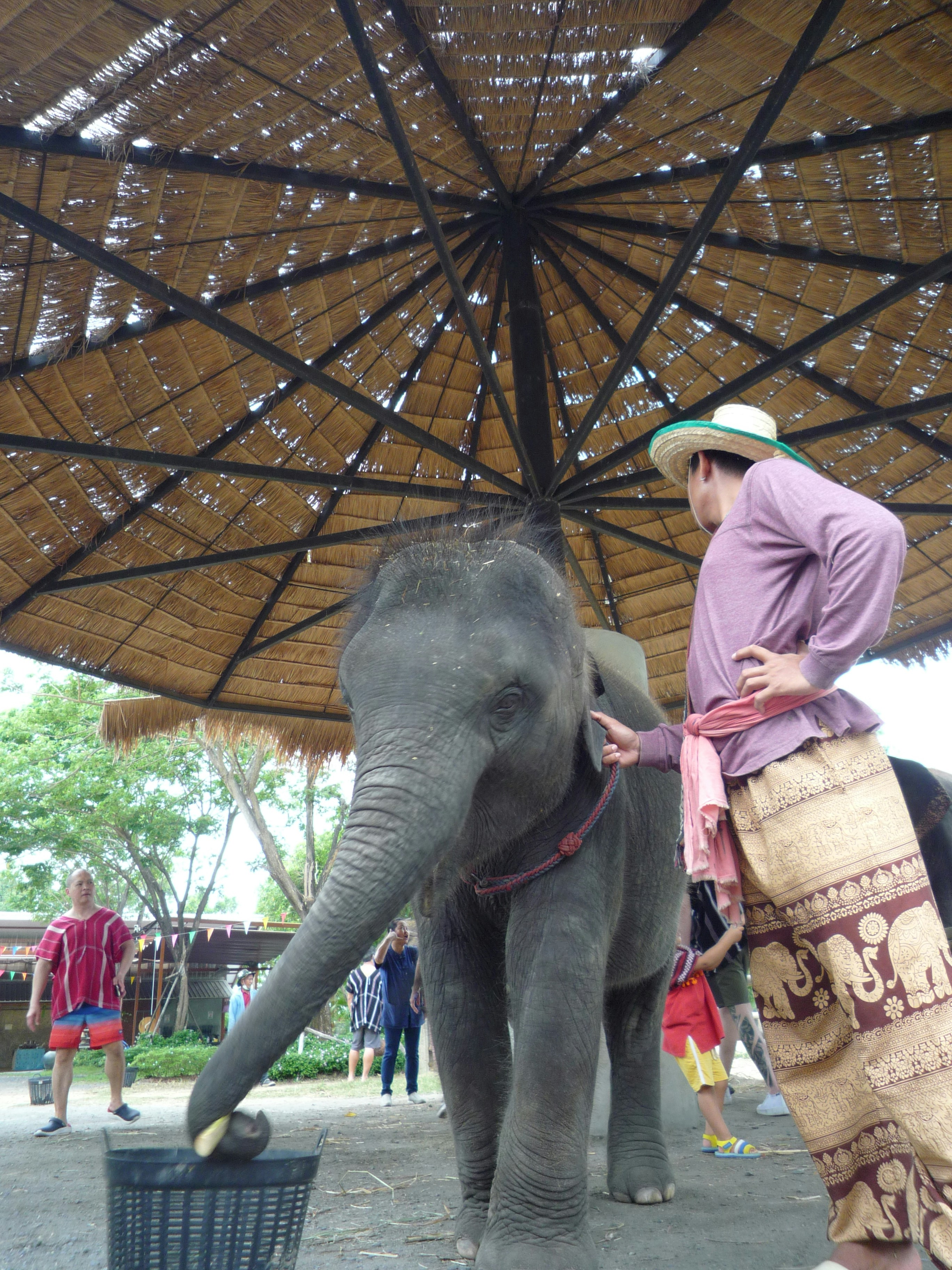 Elephant Encounter under a Canopy: A Gentle Giant and a Curious Keeper