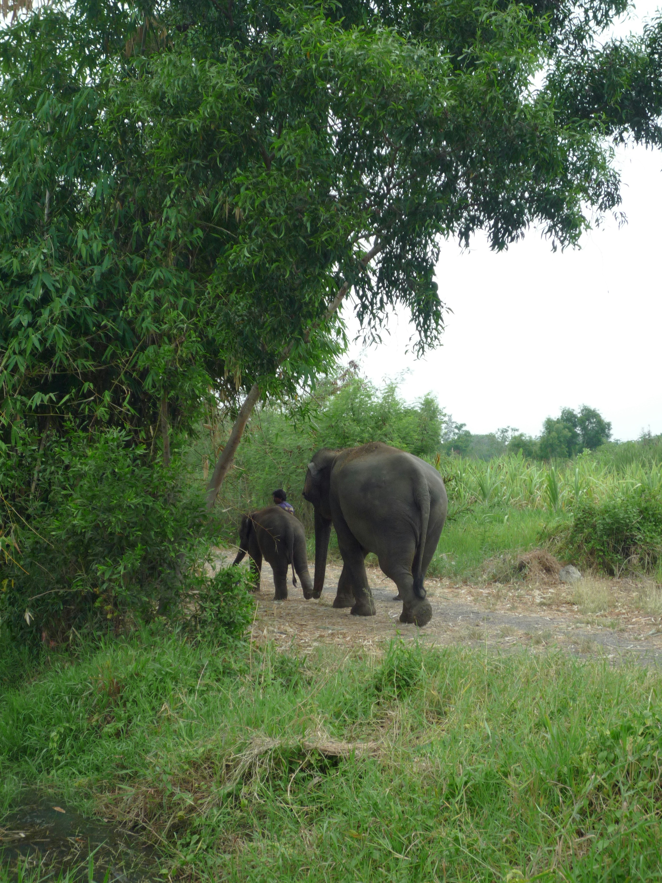 Majestic Herd Crossing a Dusty Path under Dense Canopy