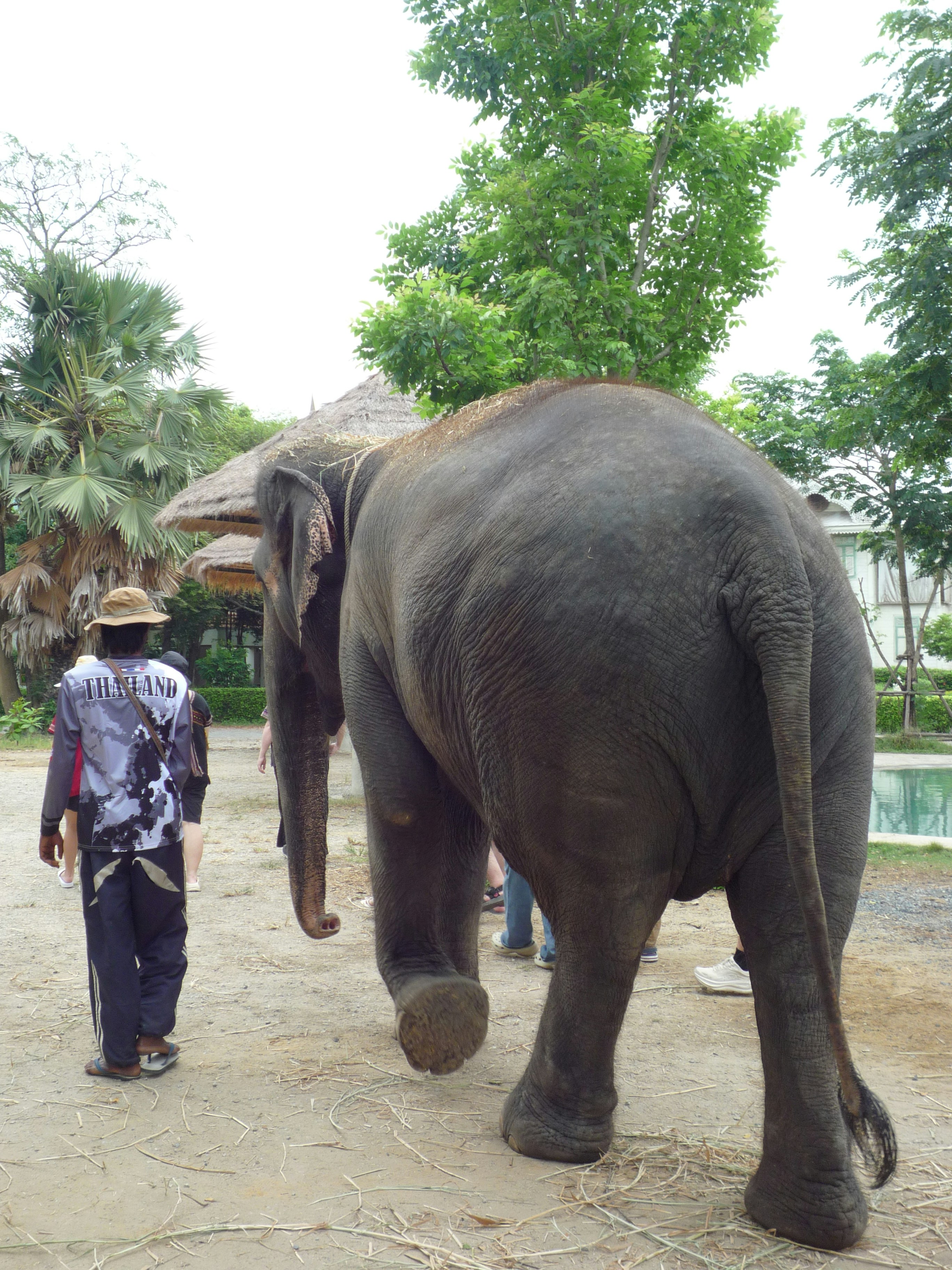 Rear View of an Elephant in a Petting-Zoo Setting