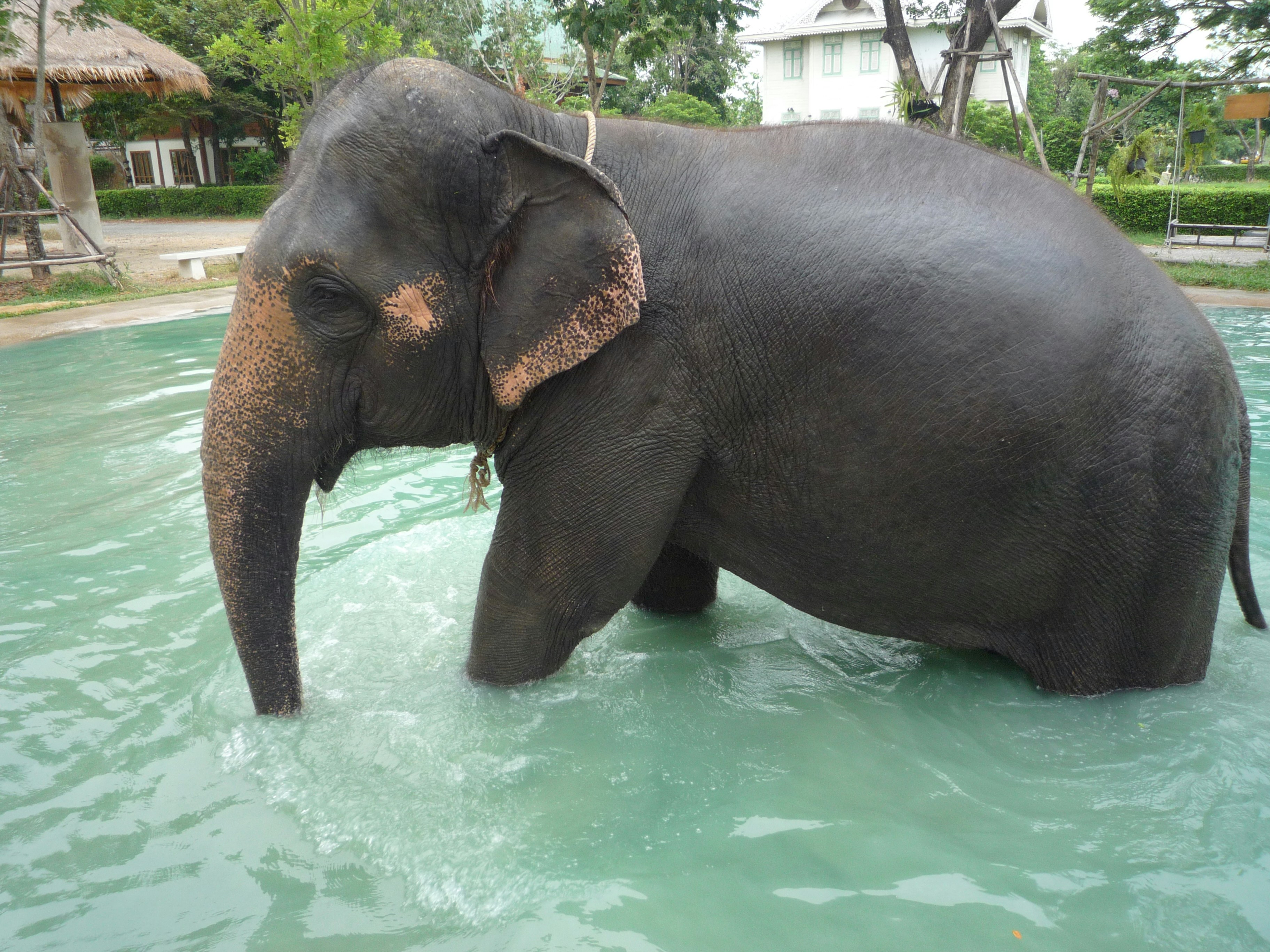 Dusky Elephant in Warm Pool: A Quiet Moment by the Riverside