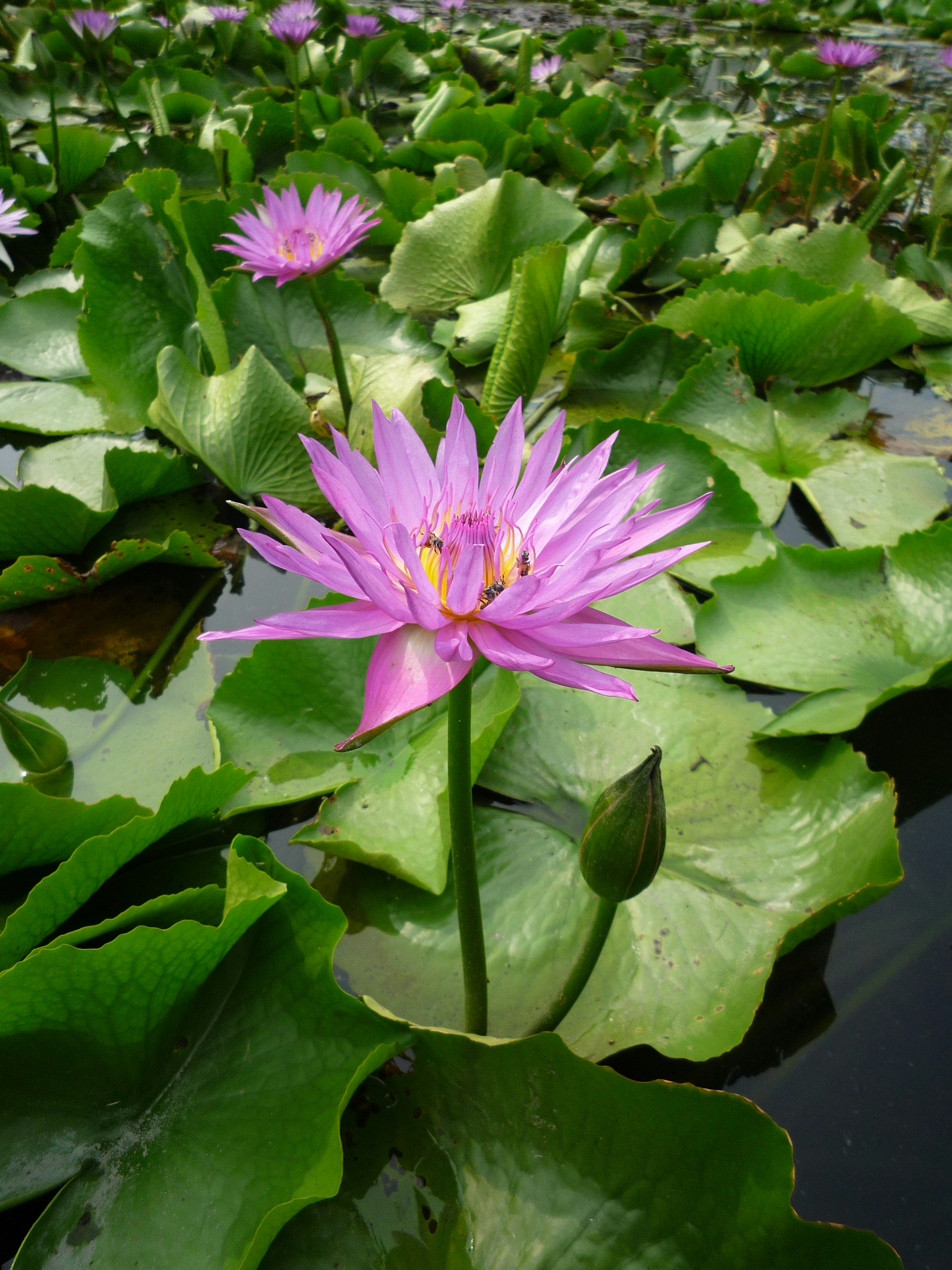 Pink Lily Spotlight Amid Green Pad Flora