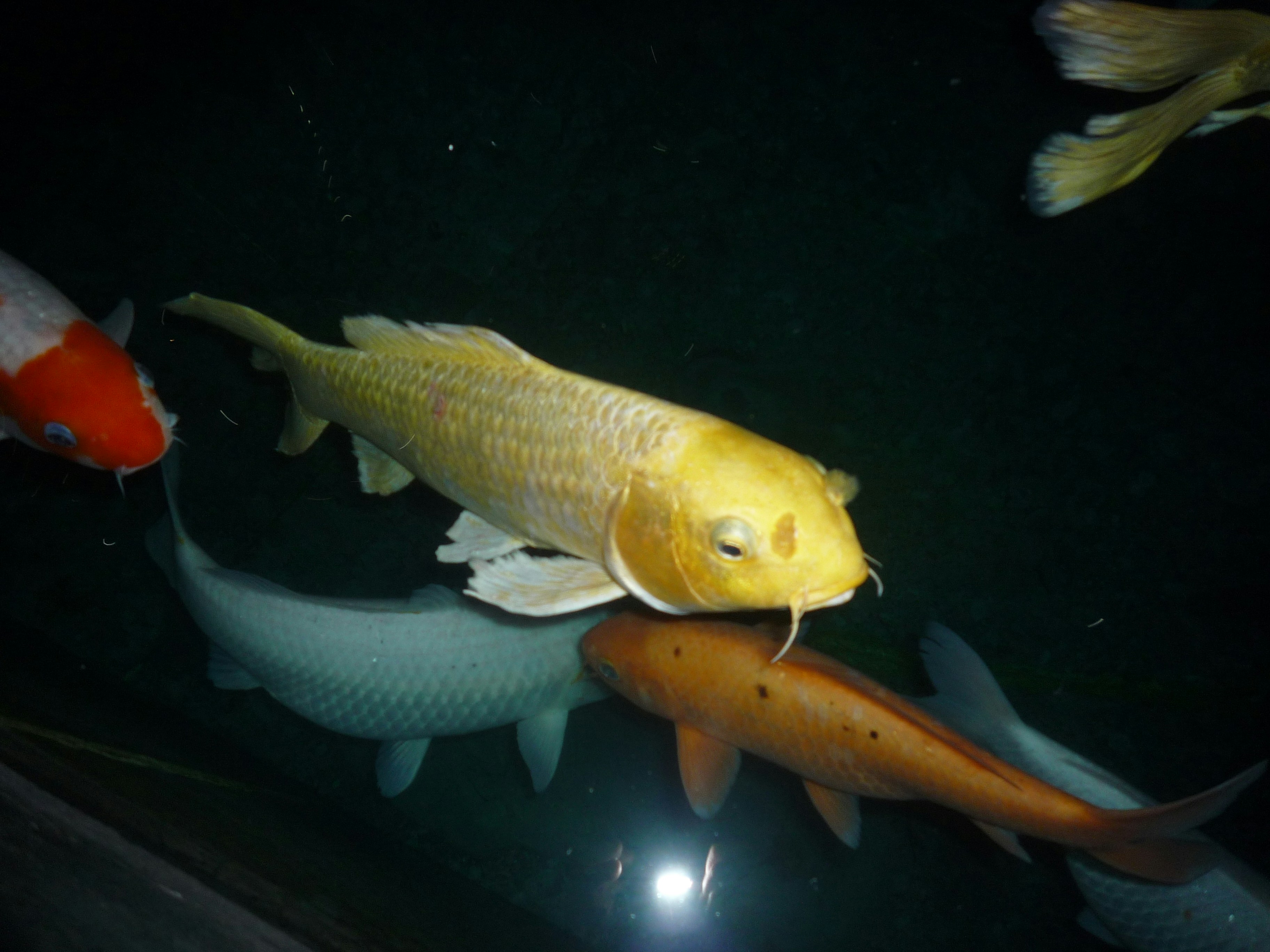 Golden Koi Amid Night-time Drift