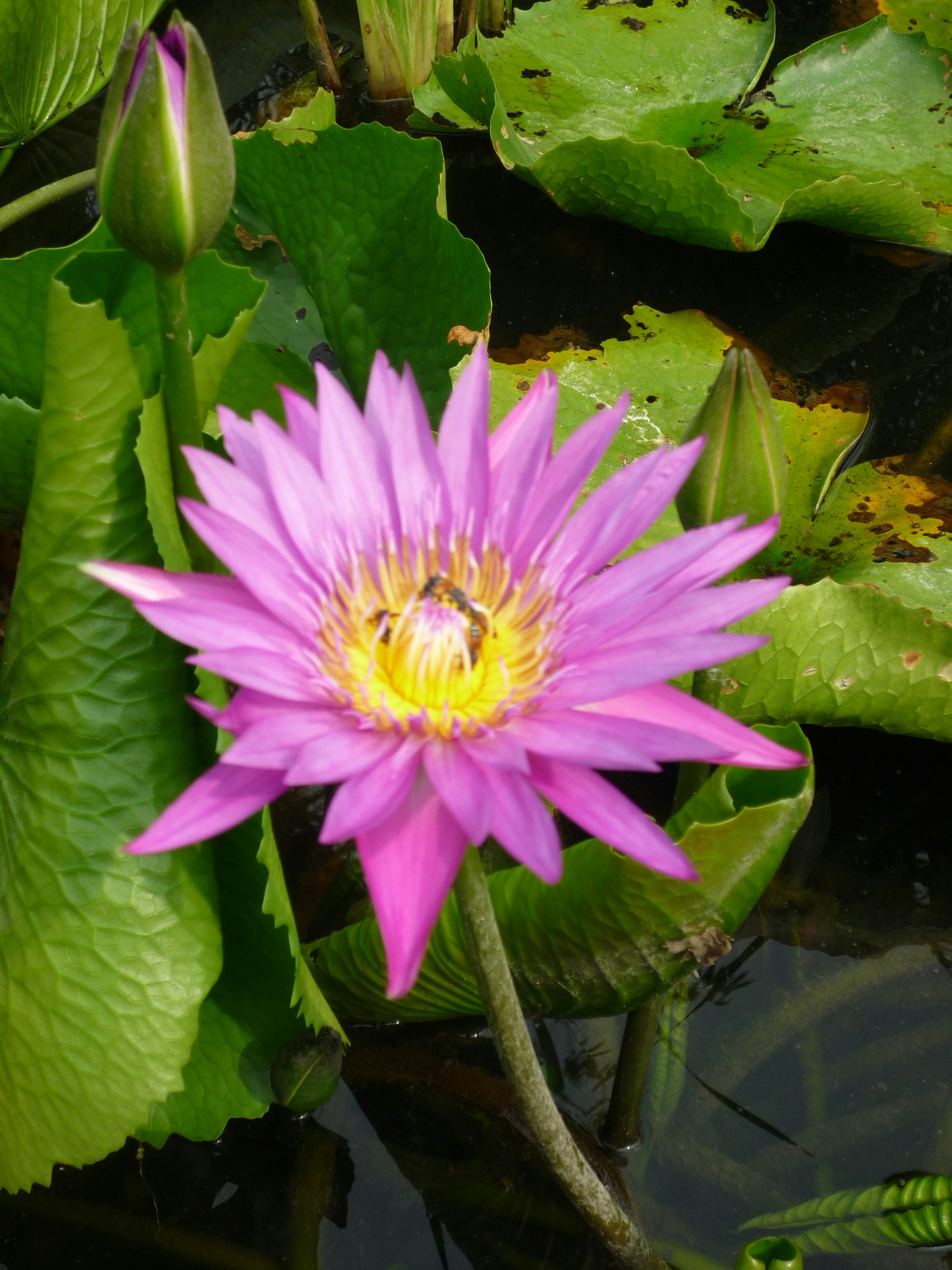 Rose-pink Water Lily Bloom Above Dark Pond Depths