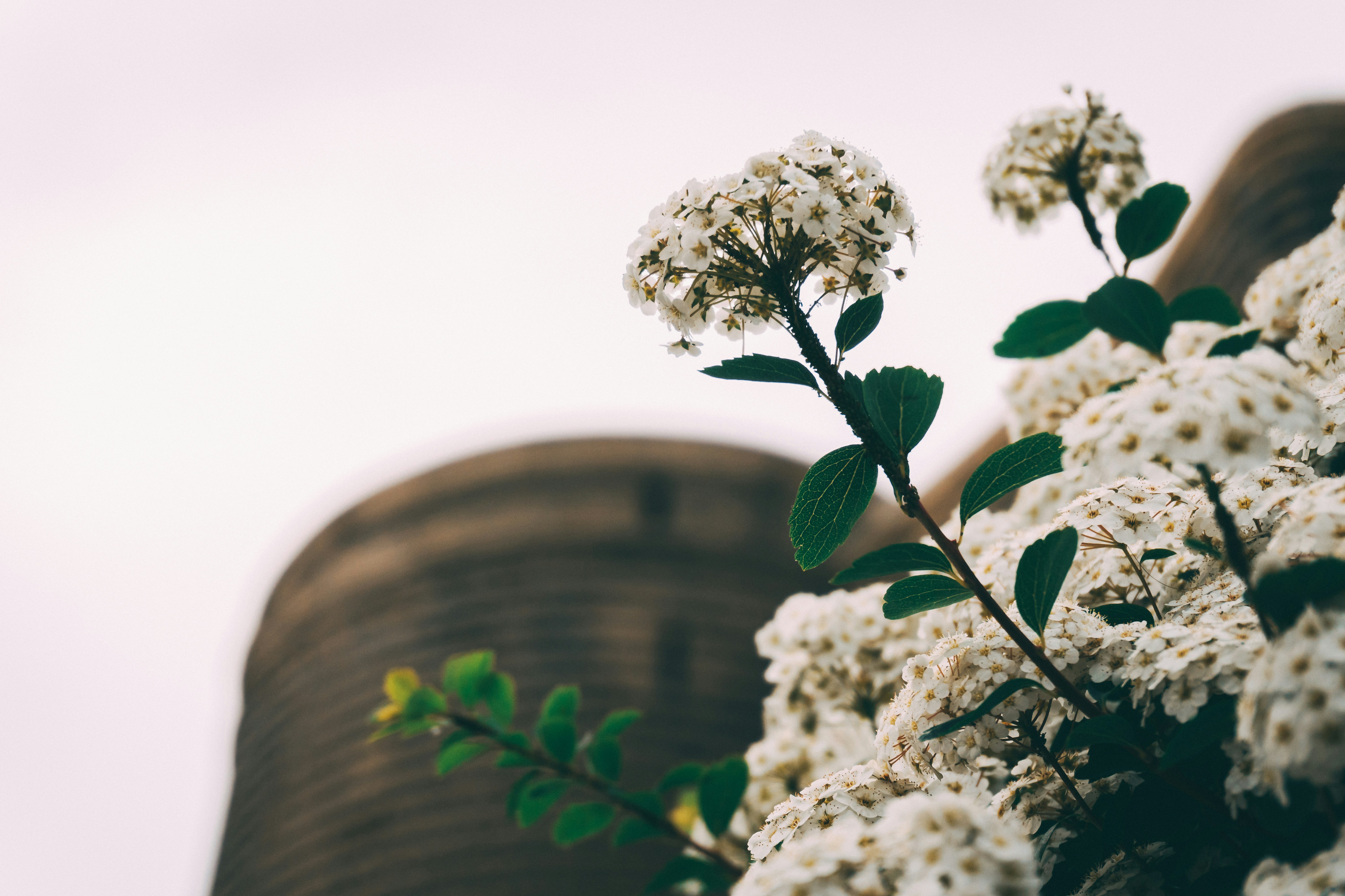 Floral Crown: White Blossoms Arching toward a Weathered Brick
