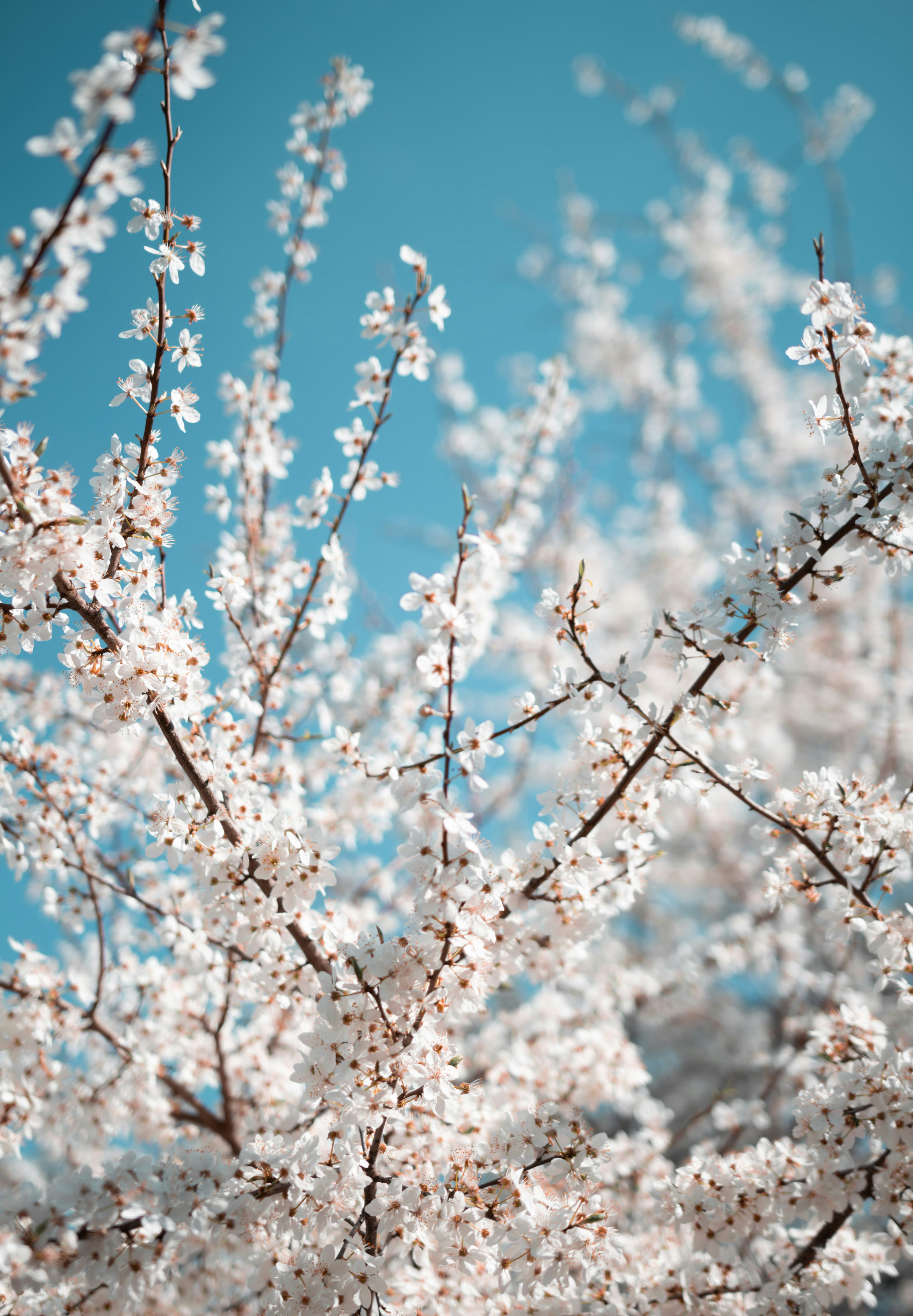 Blossoms in a Sky-Blue Moment