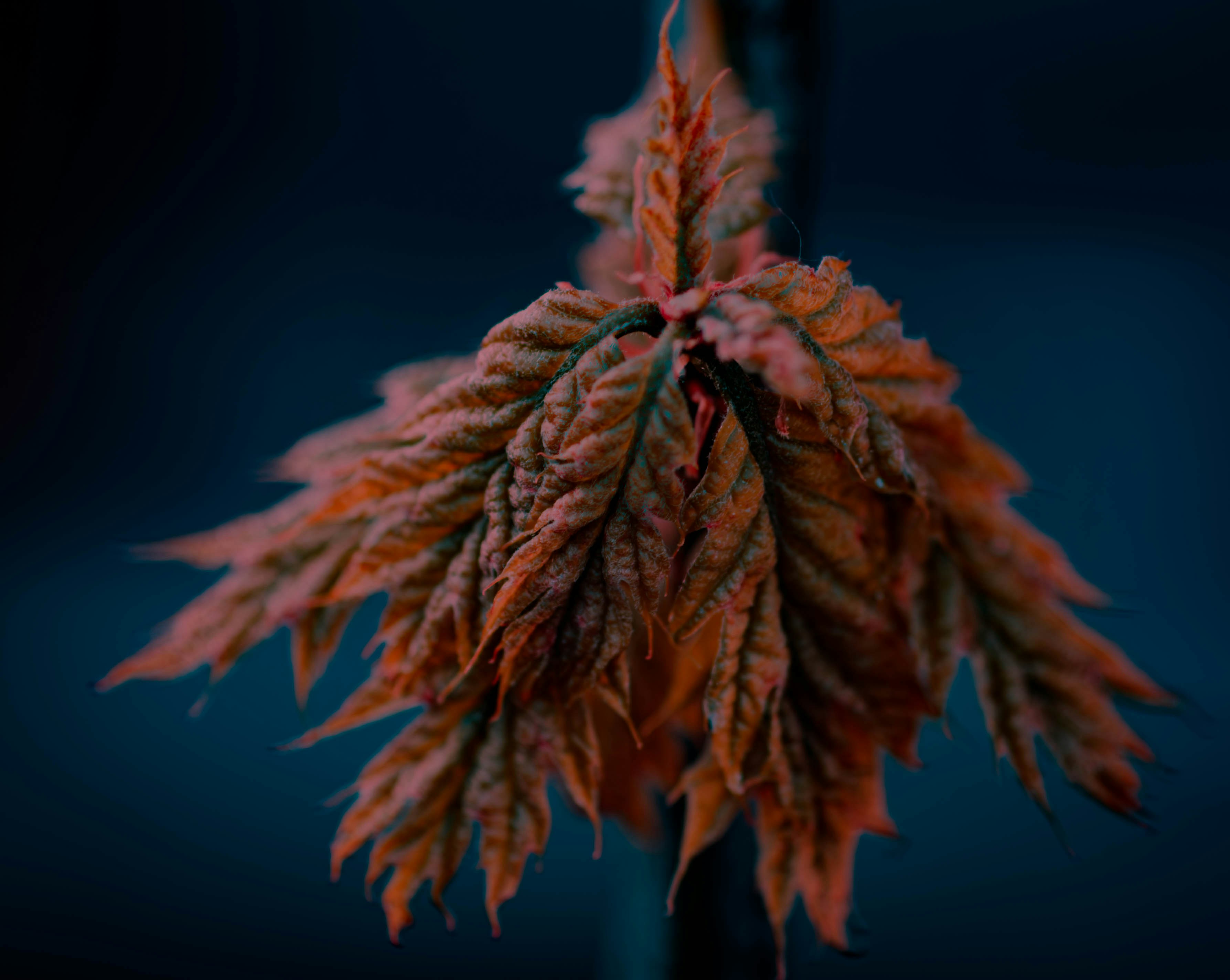 Autumnal Frost: A Central Leaf in Quiet Focus