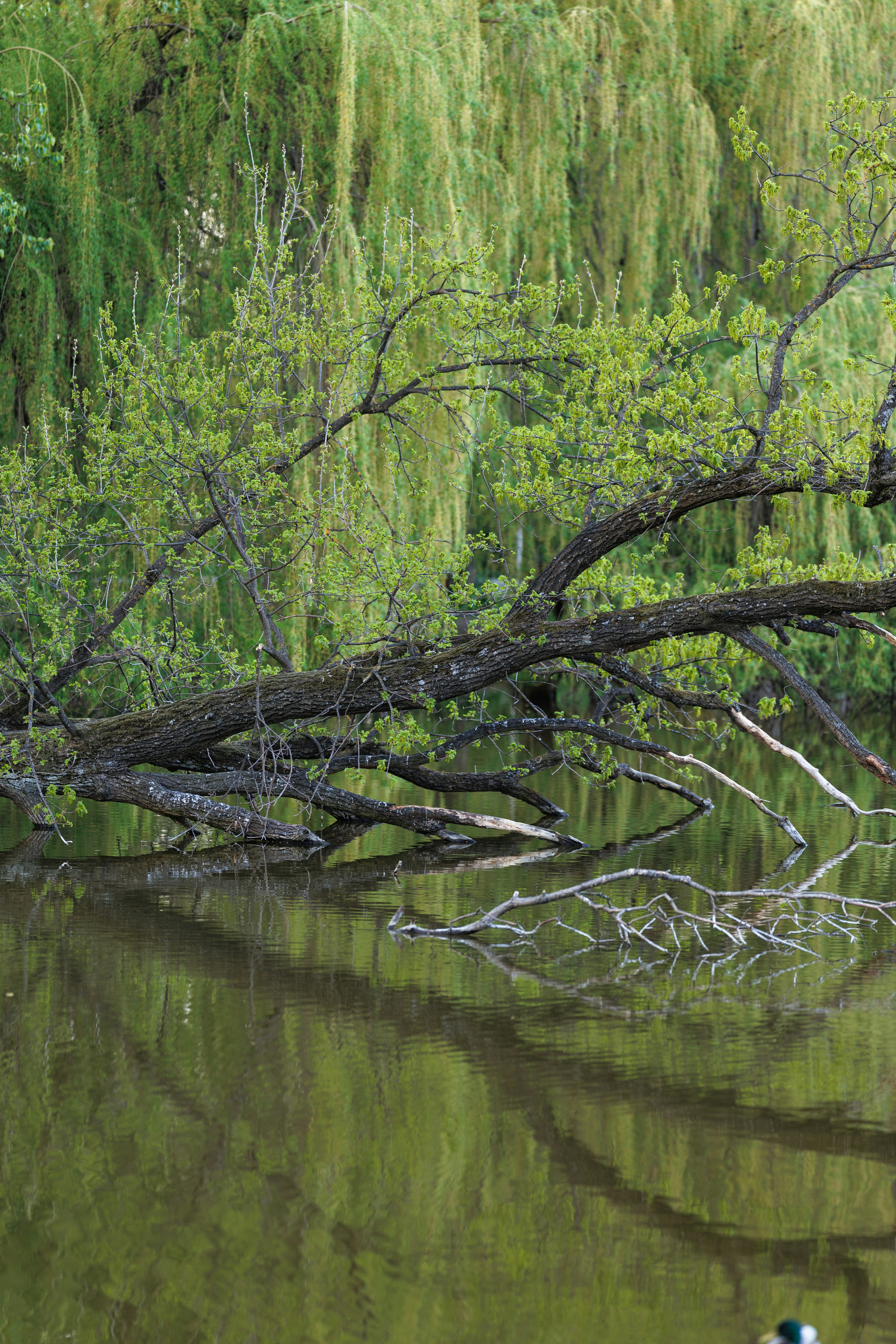 Fallen Willow Over a Quiet Green Lagoon