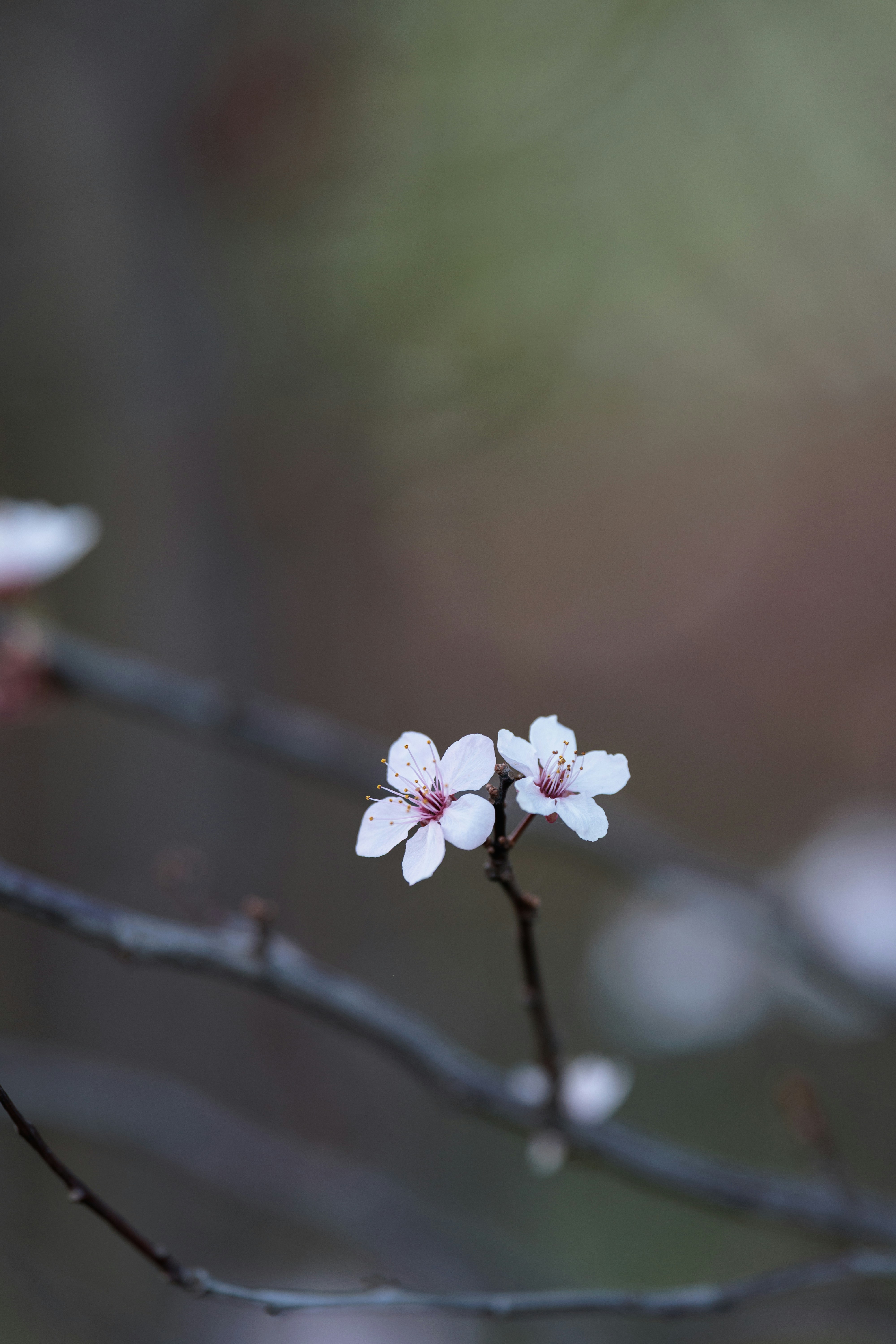 Blossom Duo in Soft Focus