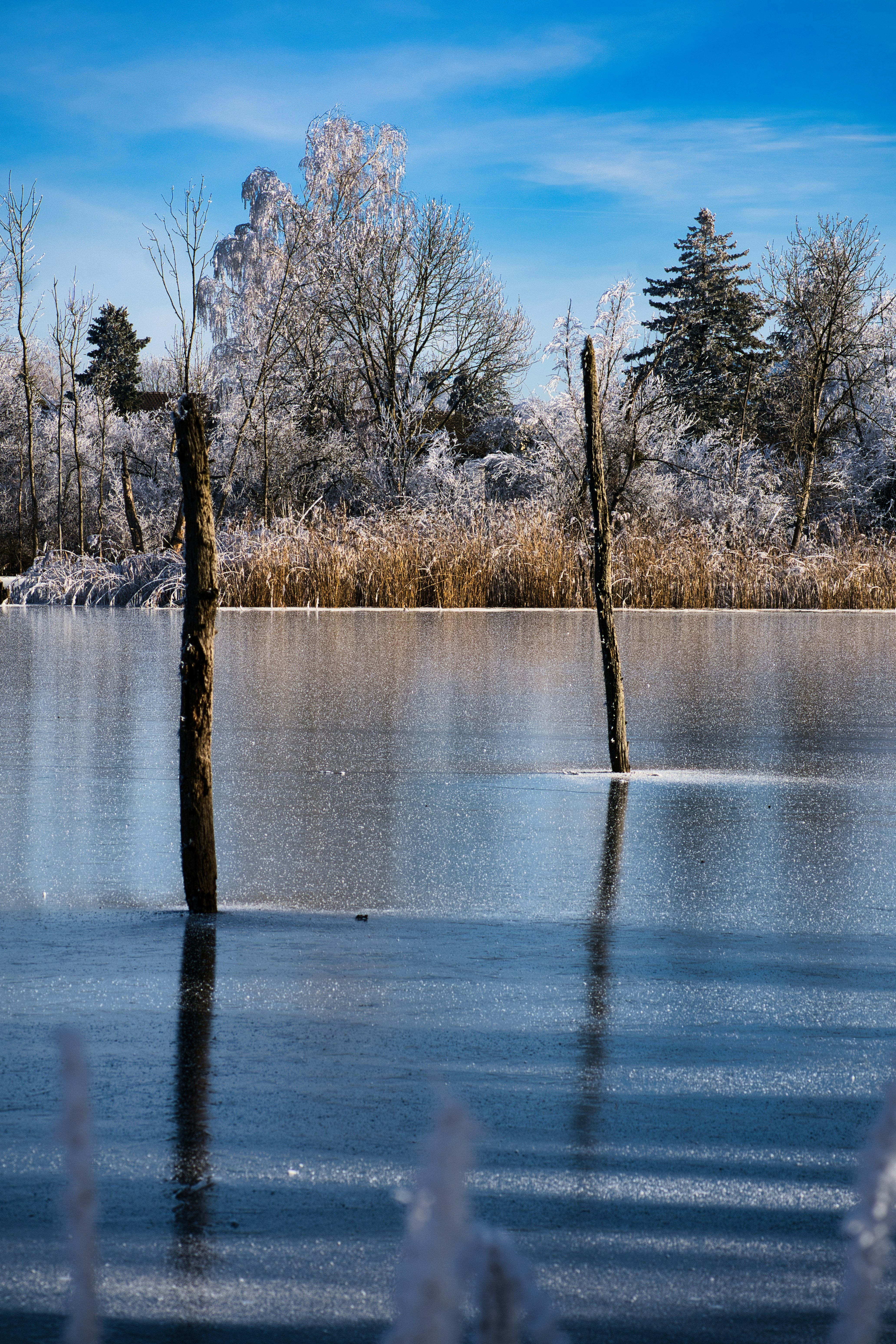 Icy Fencepost Sentinel in a Winter Quiet