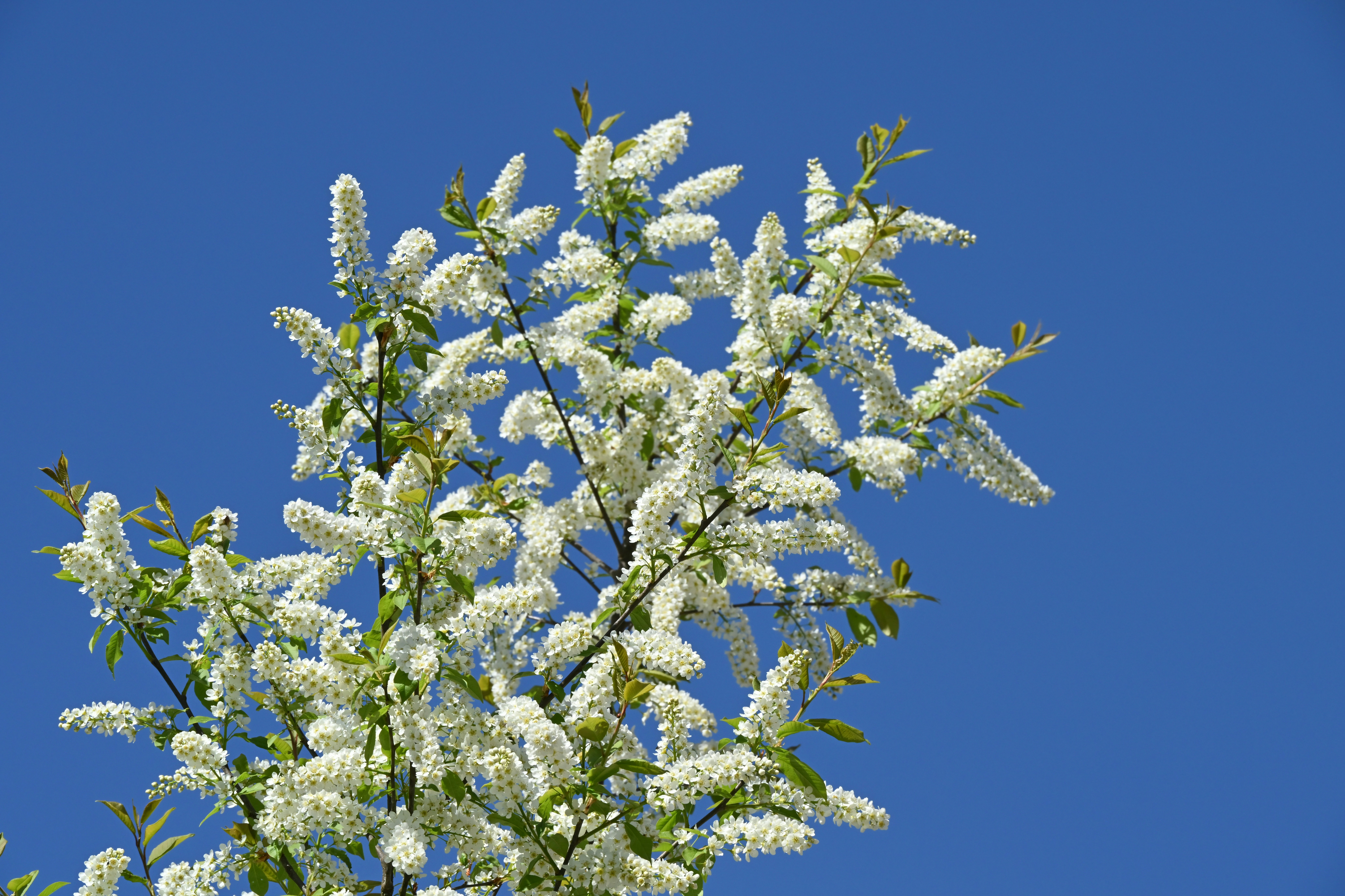 White blooms reach toward a clear August sky