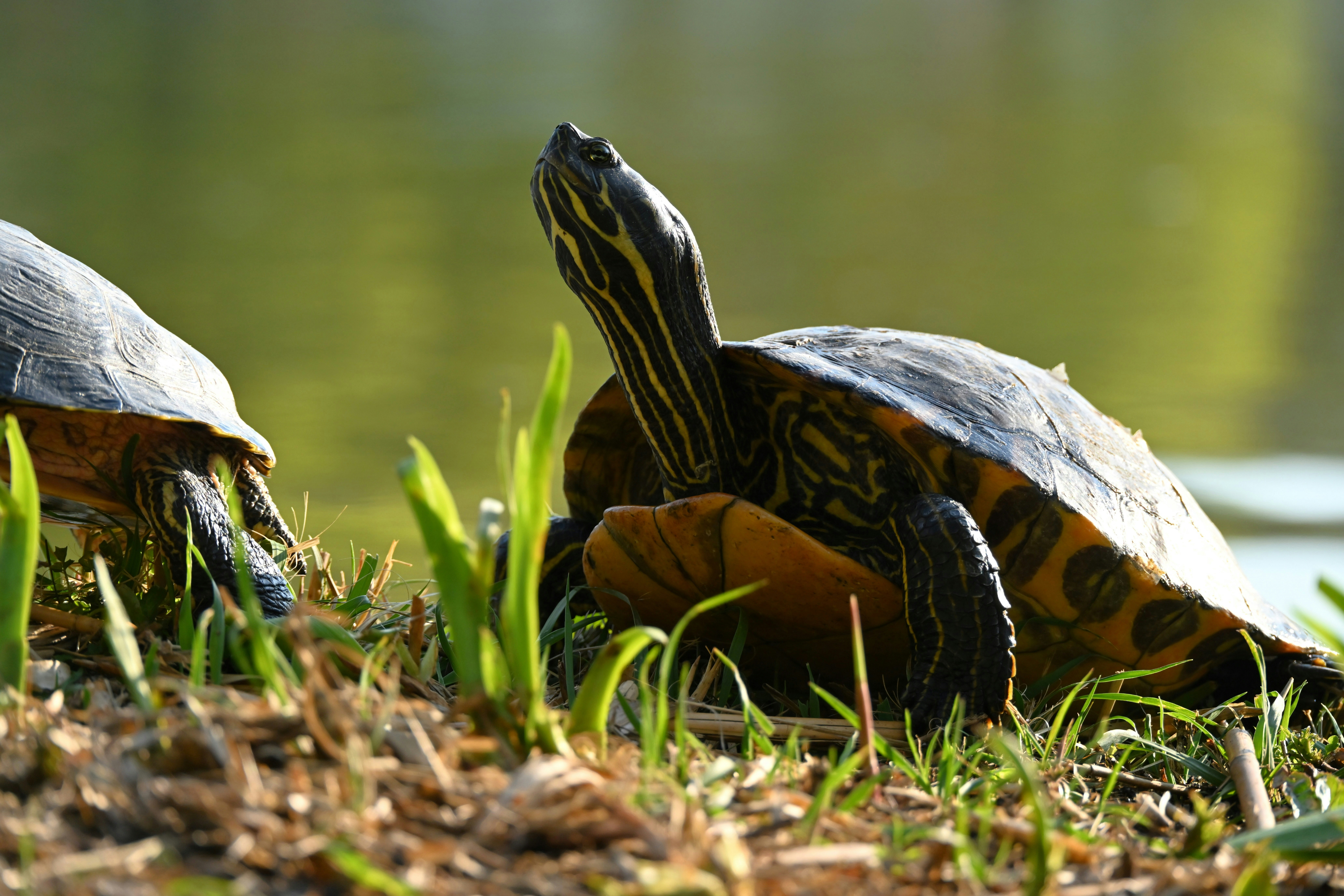 Emerging Heads: A Turtle Duo at the Riverside Edge