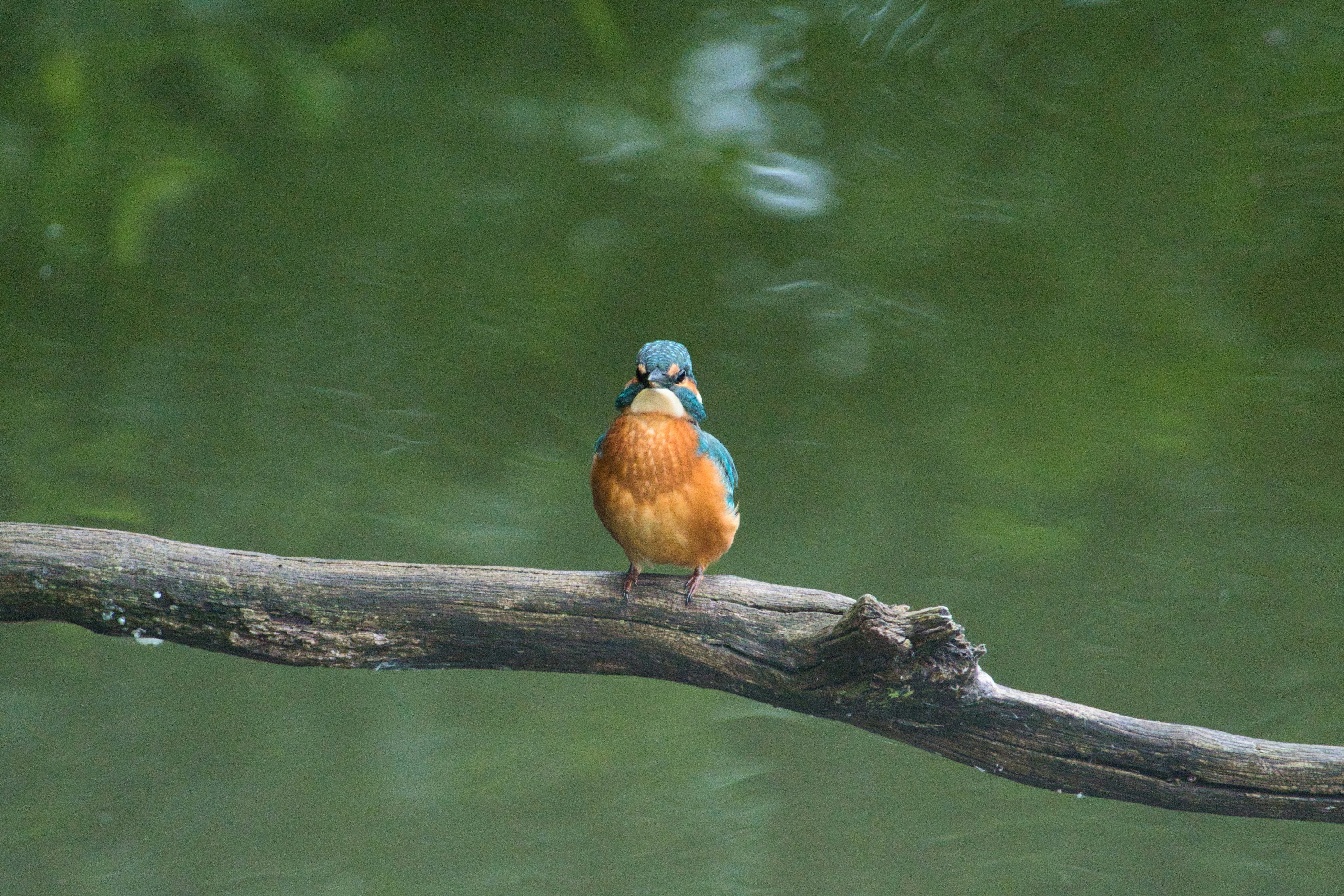 Azure Kingfisher on a Weathered Branch Over Calm Water