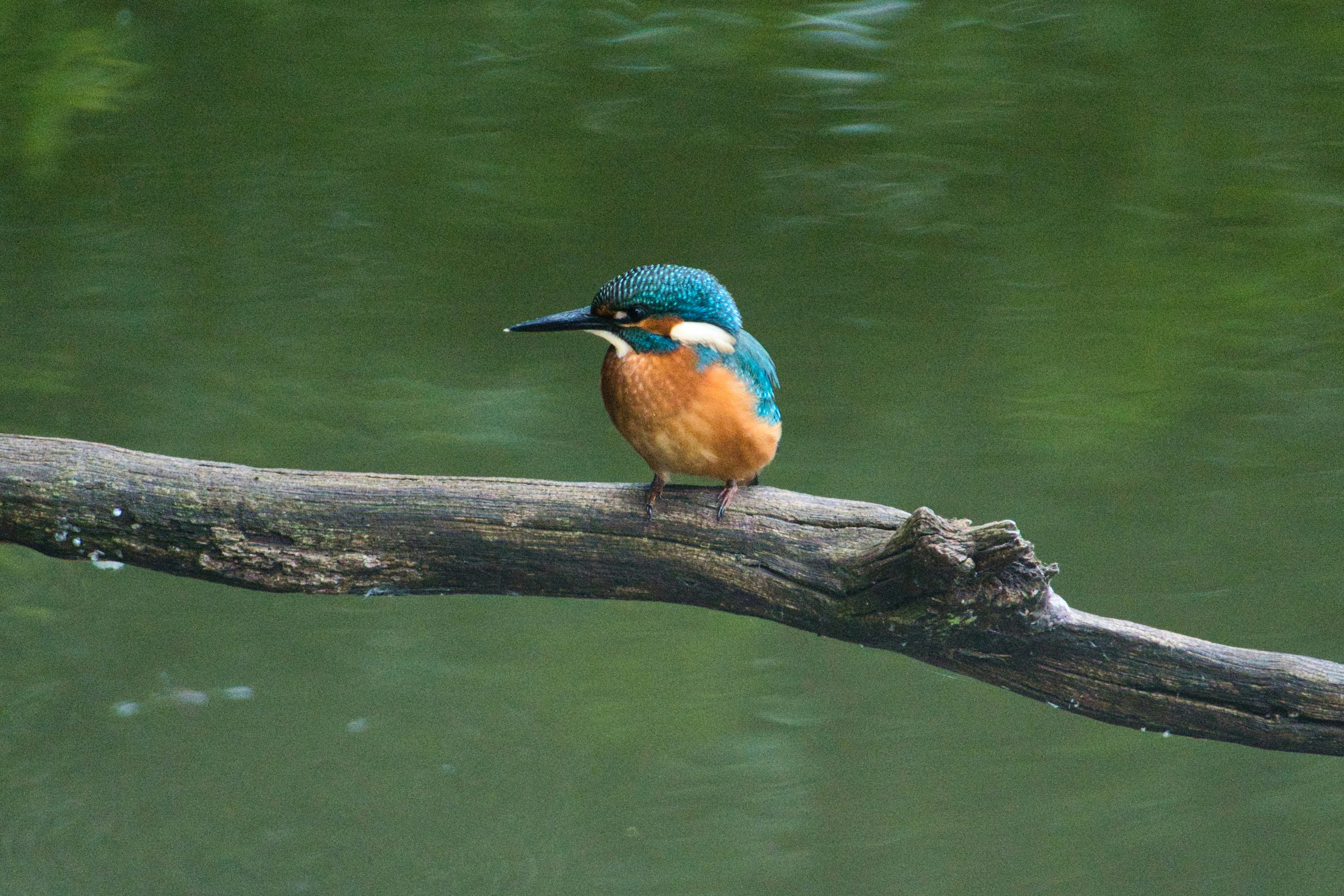 Amber Kingfisher perched on a weathered drift along a quiet green pond