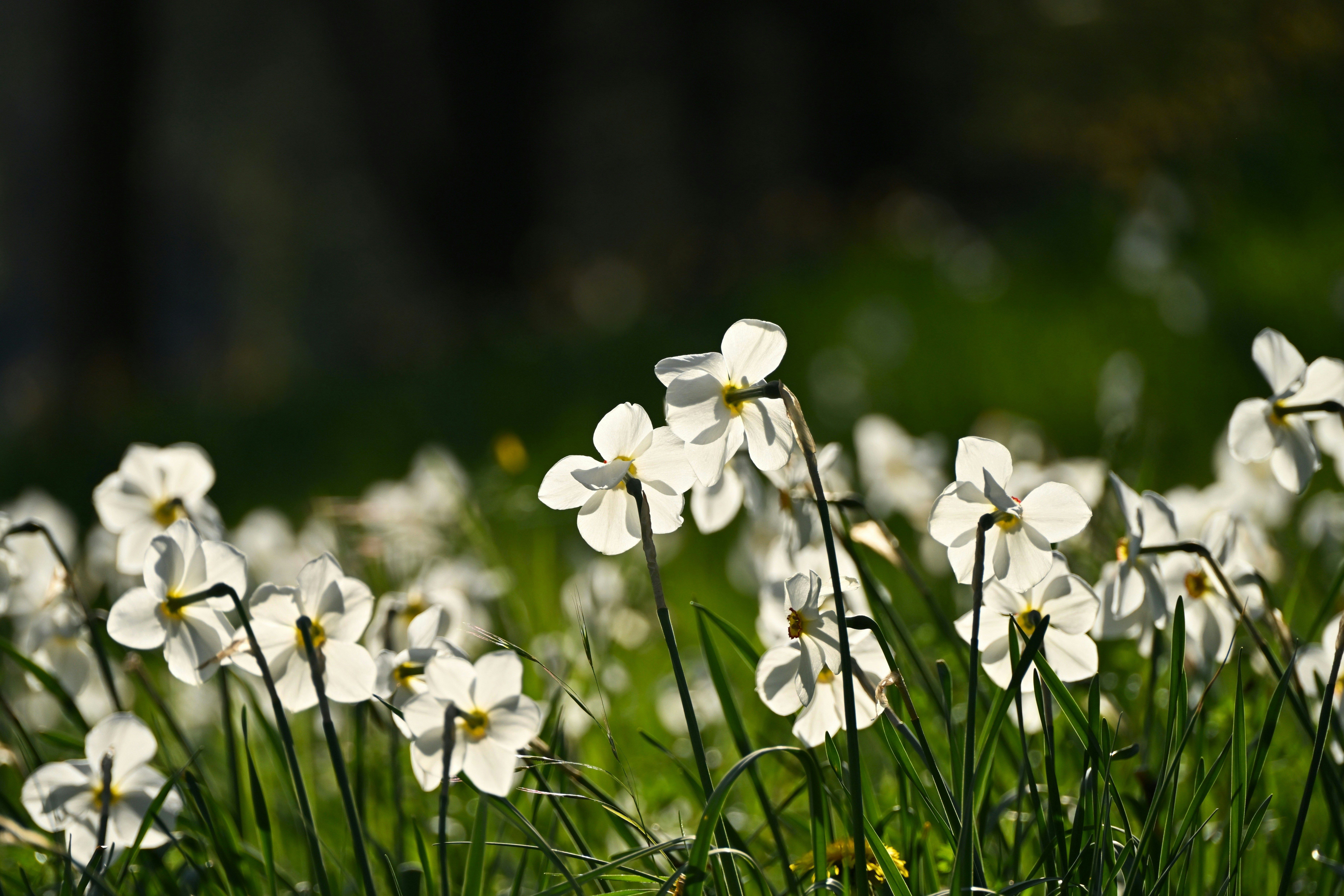 Sunlit Choir of Nodding White Blossoms in a Meadow