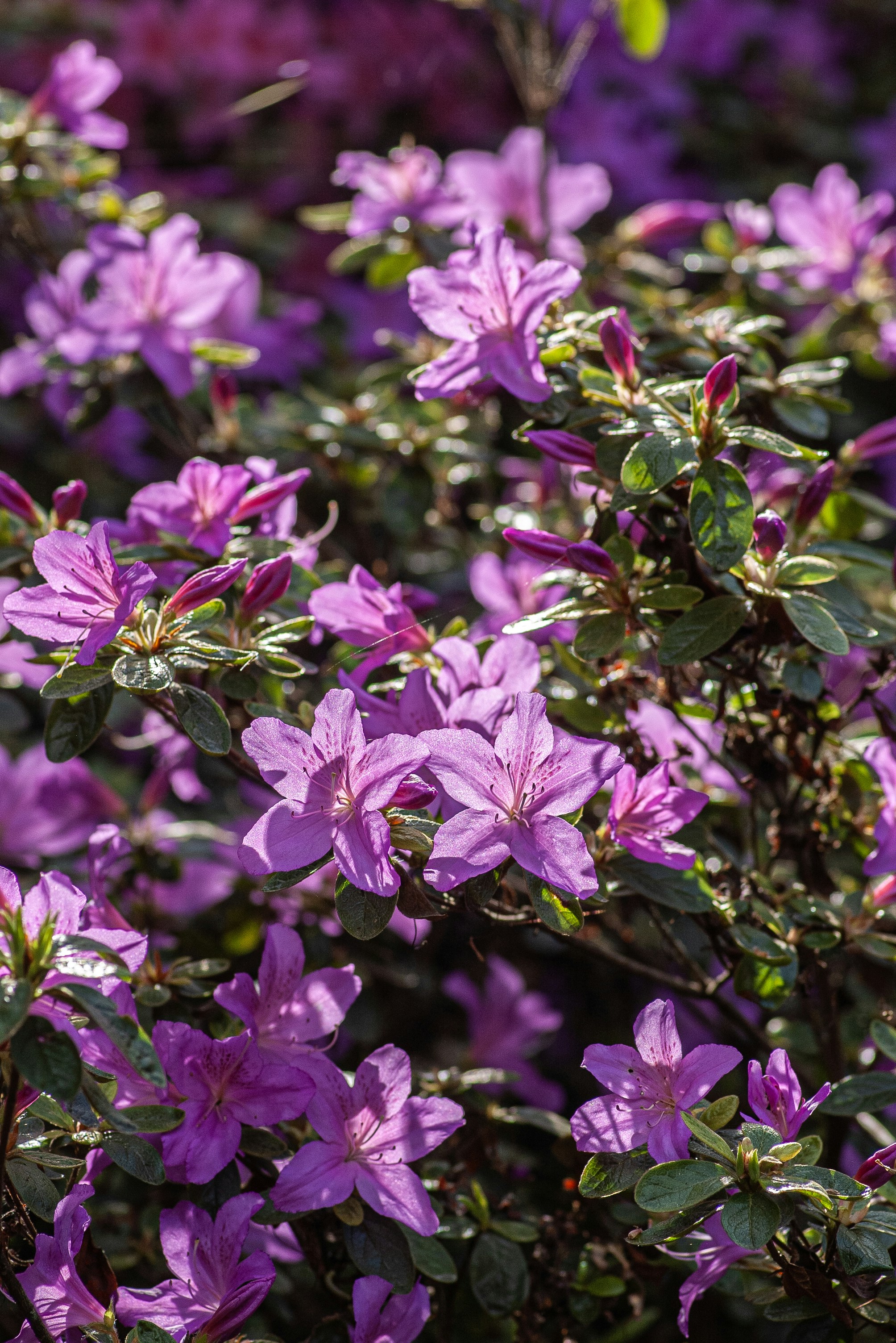 Violet Blooms in Sunlit Carpet