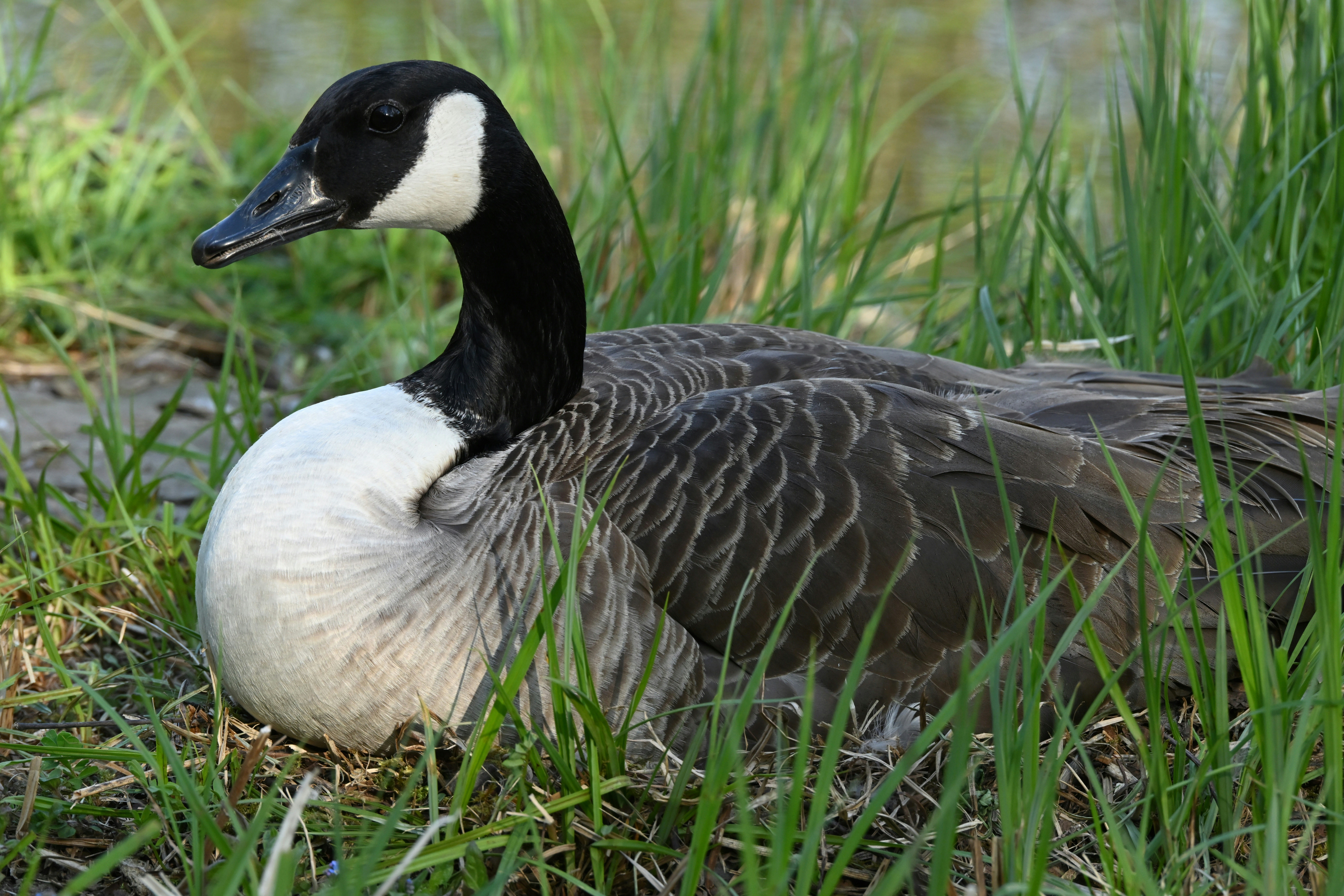 Low-Profile Loon: A Black-Headed Goose Resting among Grasses