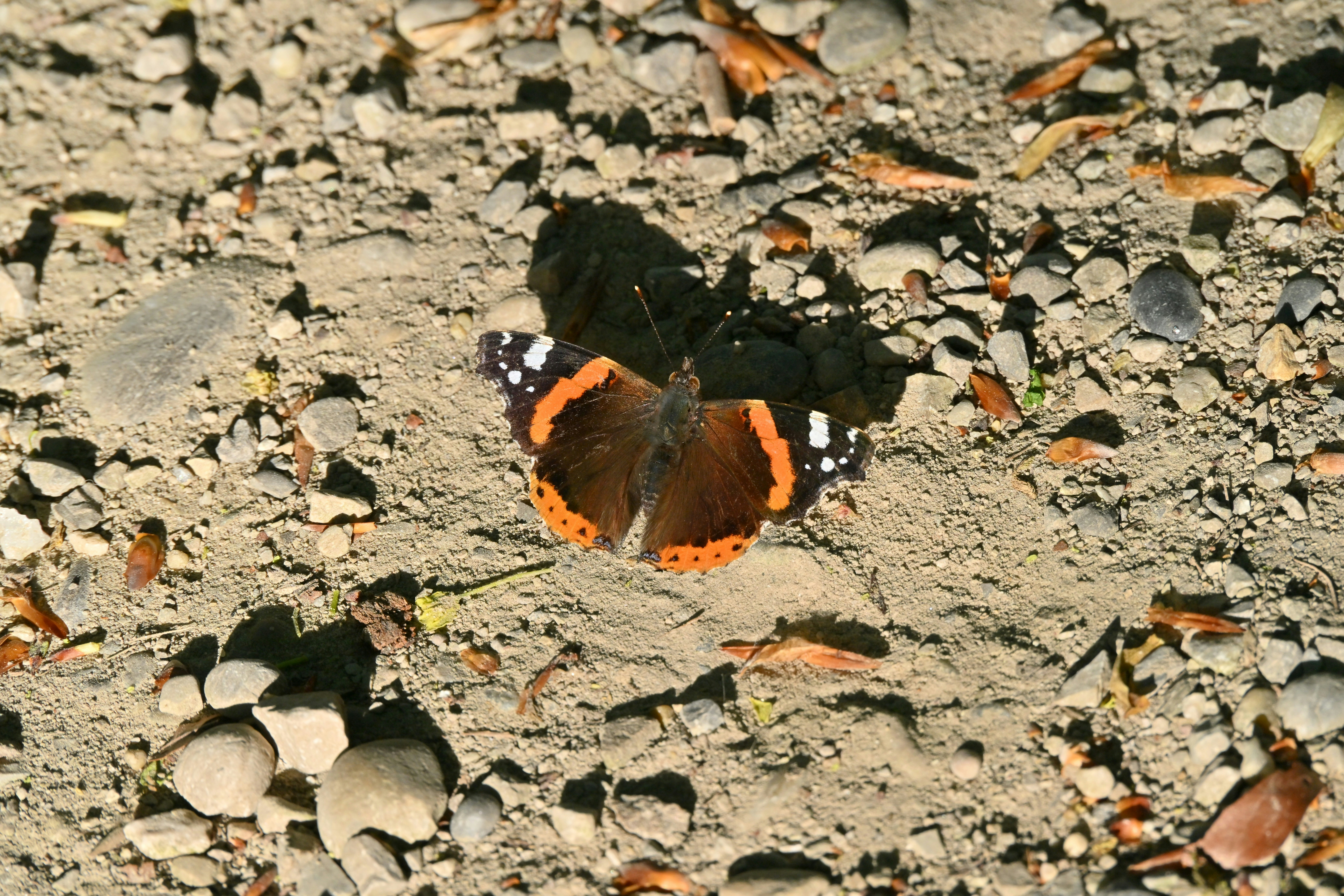 Orange-ringed butterfly resting on rocky ground