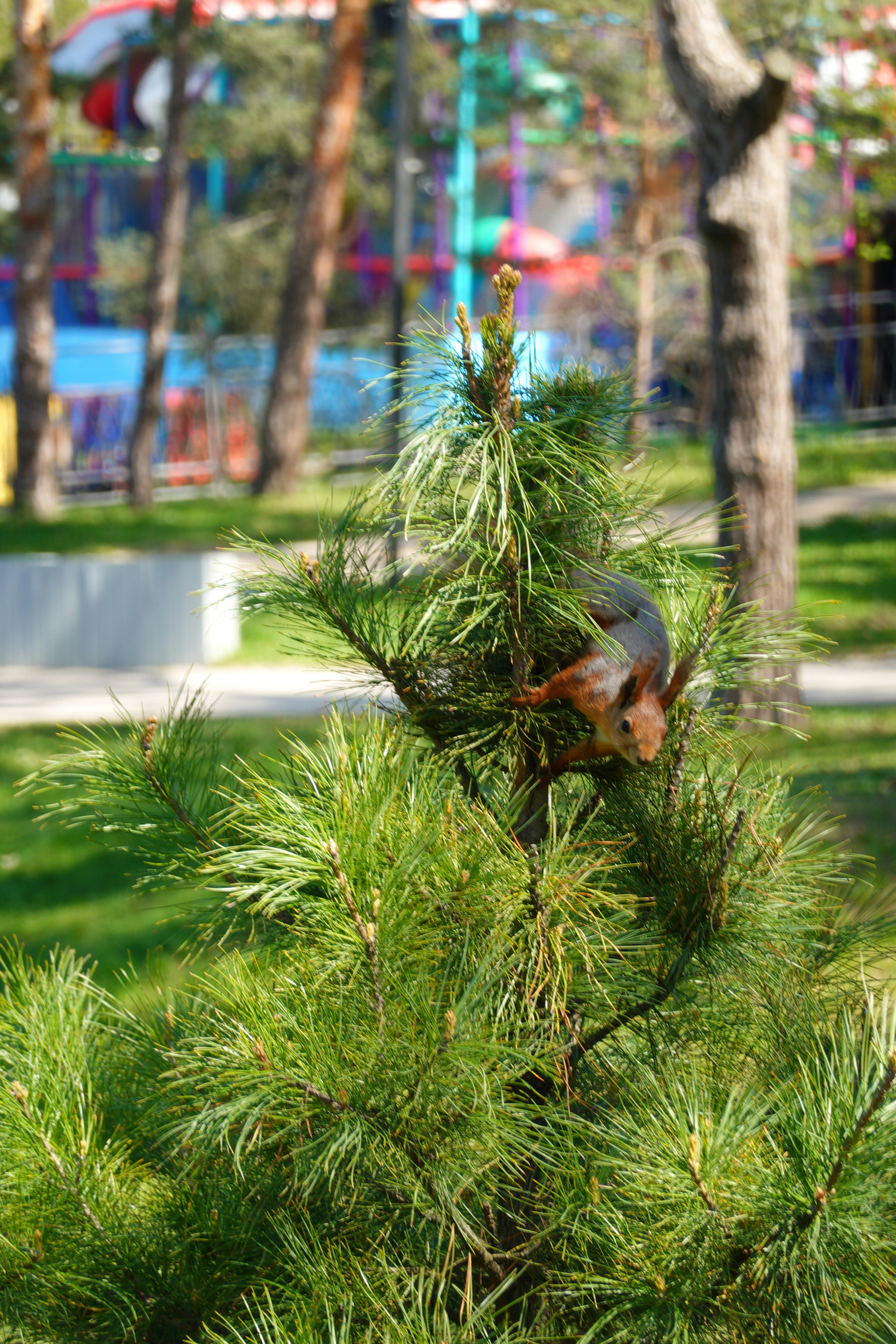 Whispers of Pine: A Small Tree Against a Colorful Park Backdrop