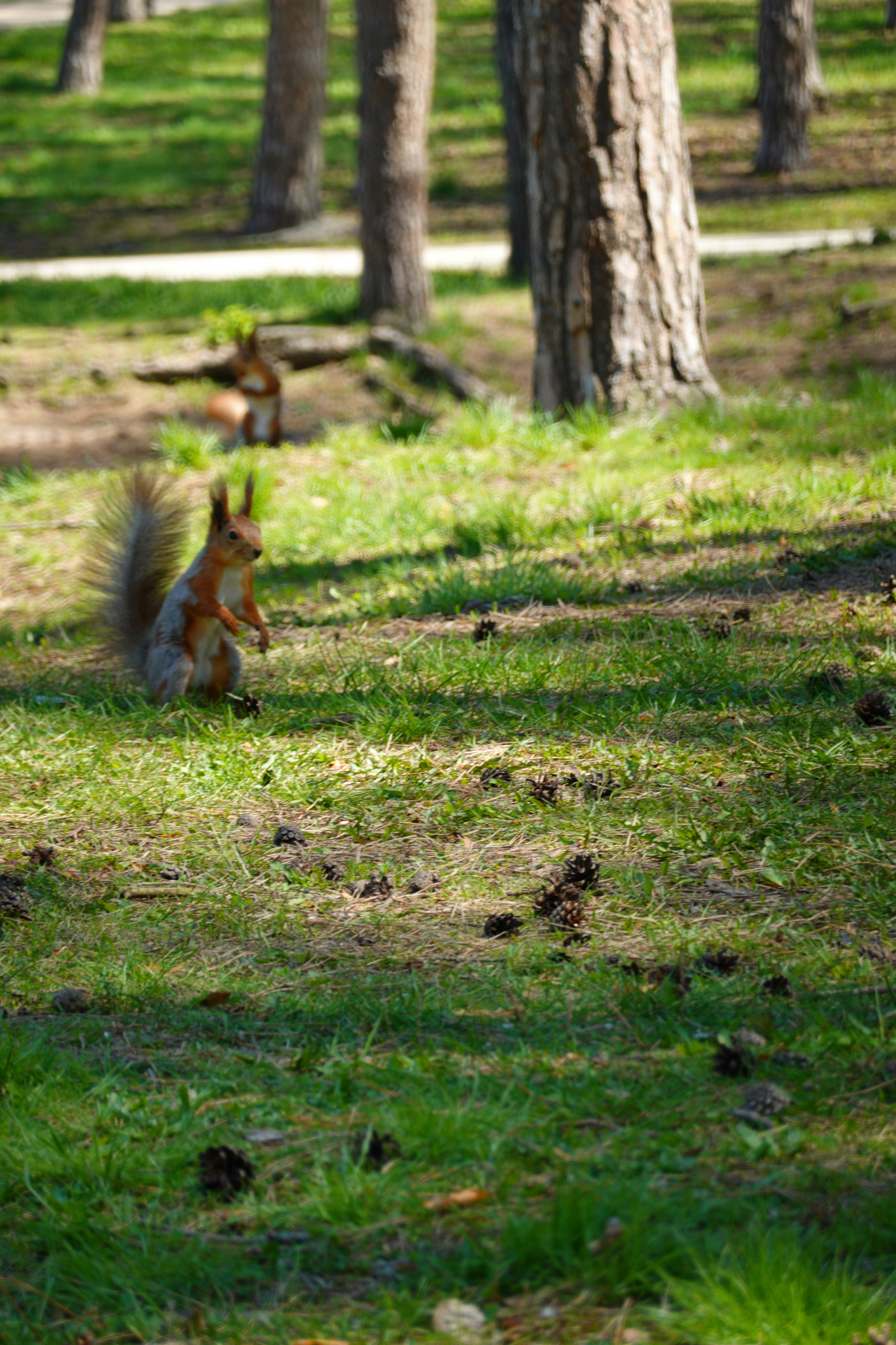 Acrobatic Squirrel in a Sunlit Park